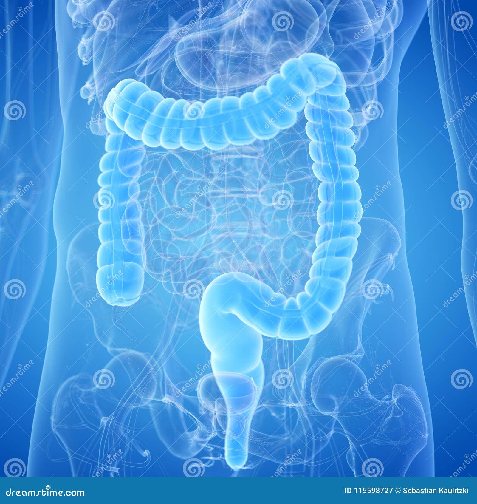 A human colon stock illustration. Illustration of anatomical - 115598727