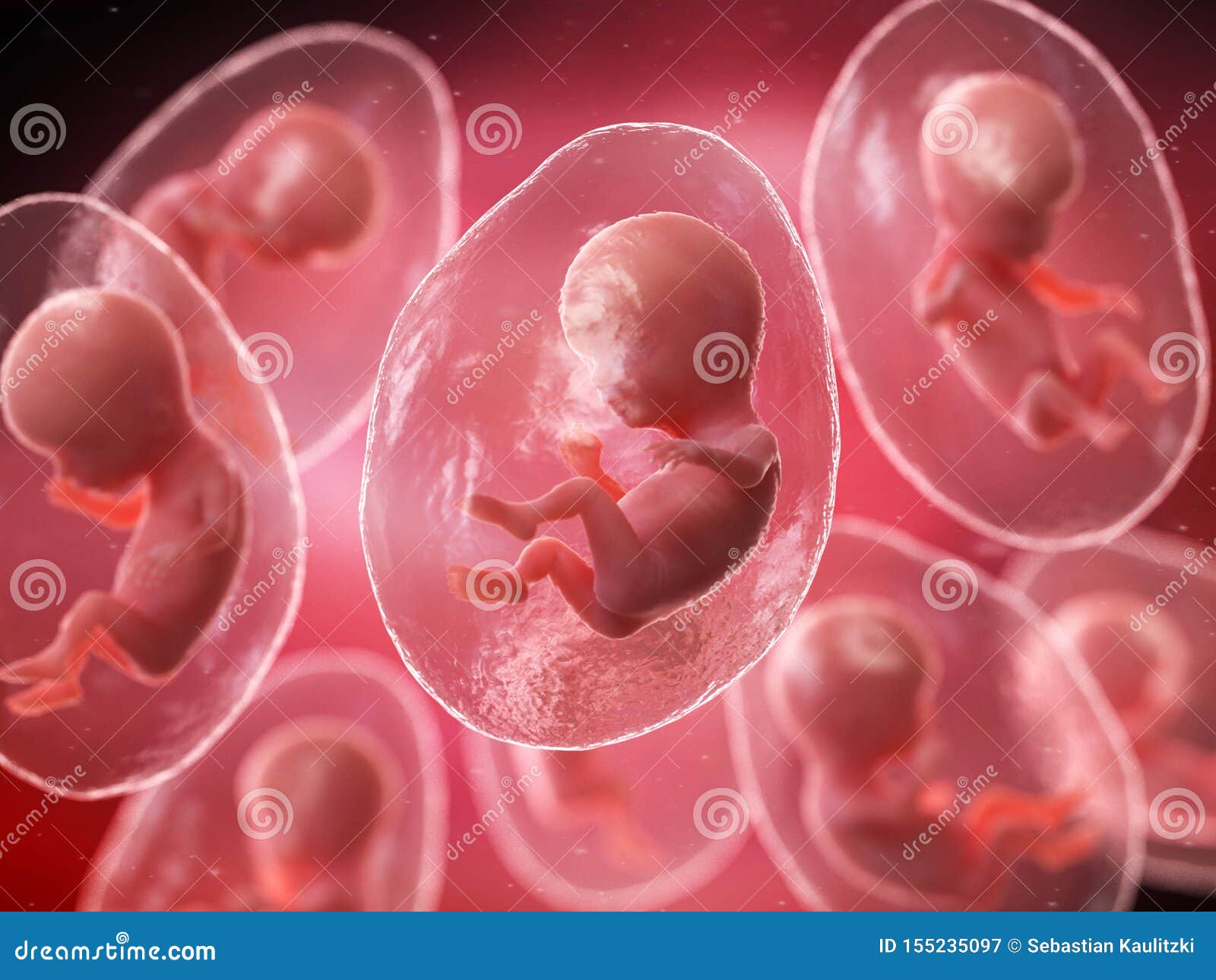 Human embryos stock illustration. Illustration of development - 155235097