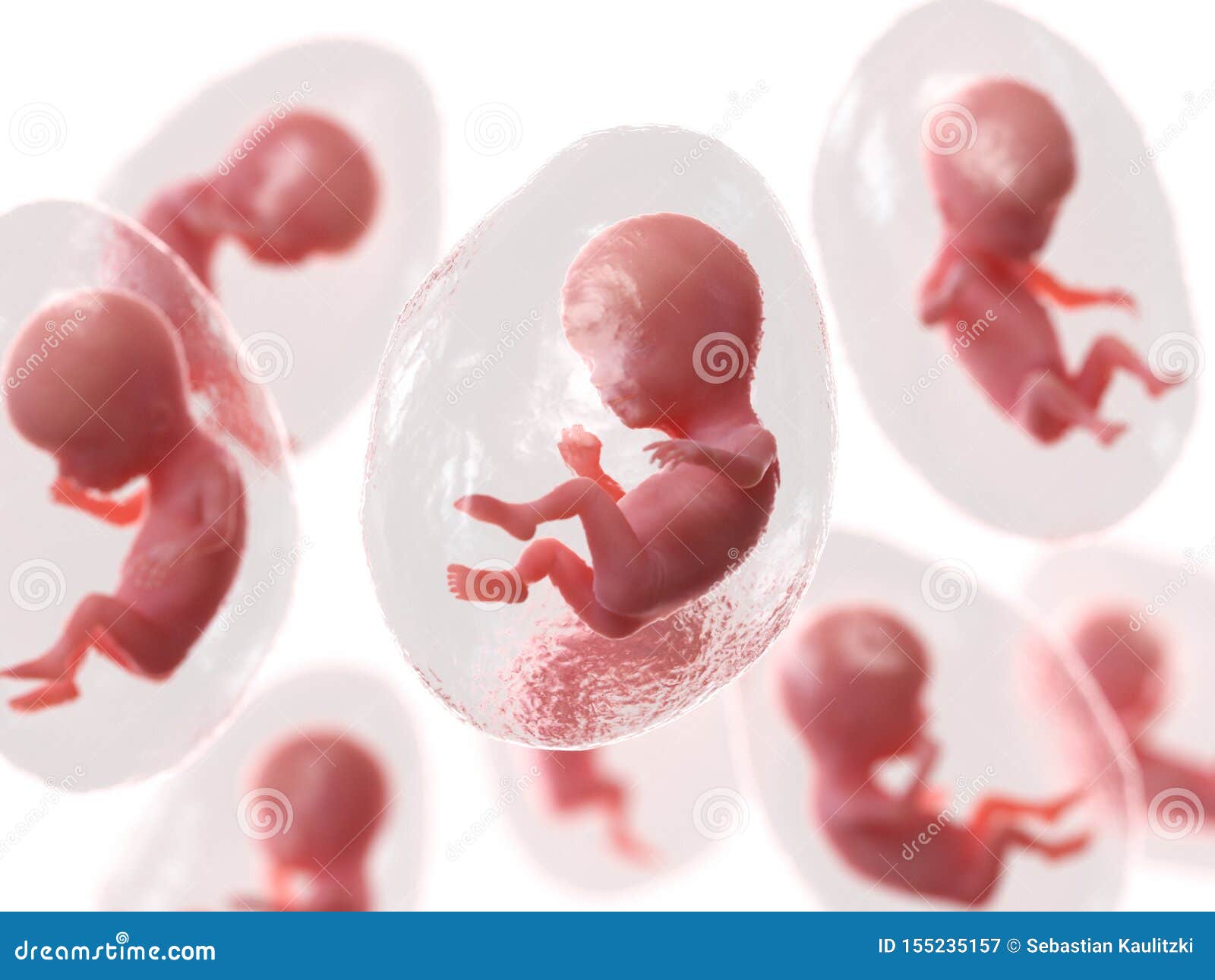Human embryos stock illustration. Illustration of embryos - 155235157