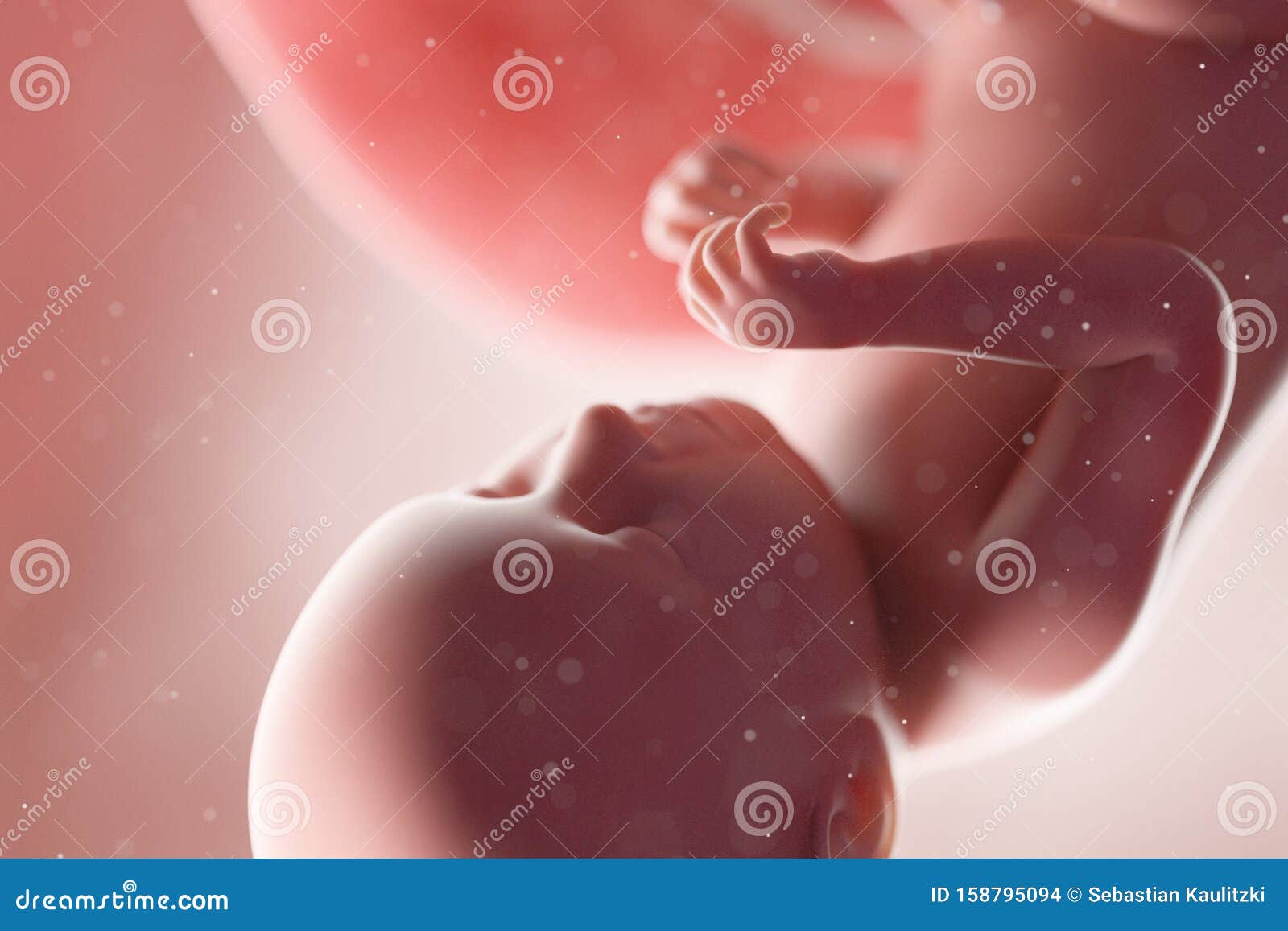 A human fetus - week 39 stock illustration. Illustration of anatomy ...