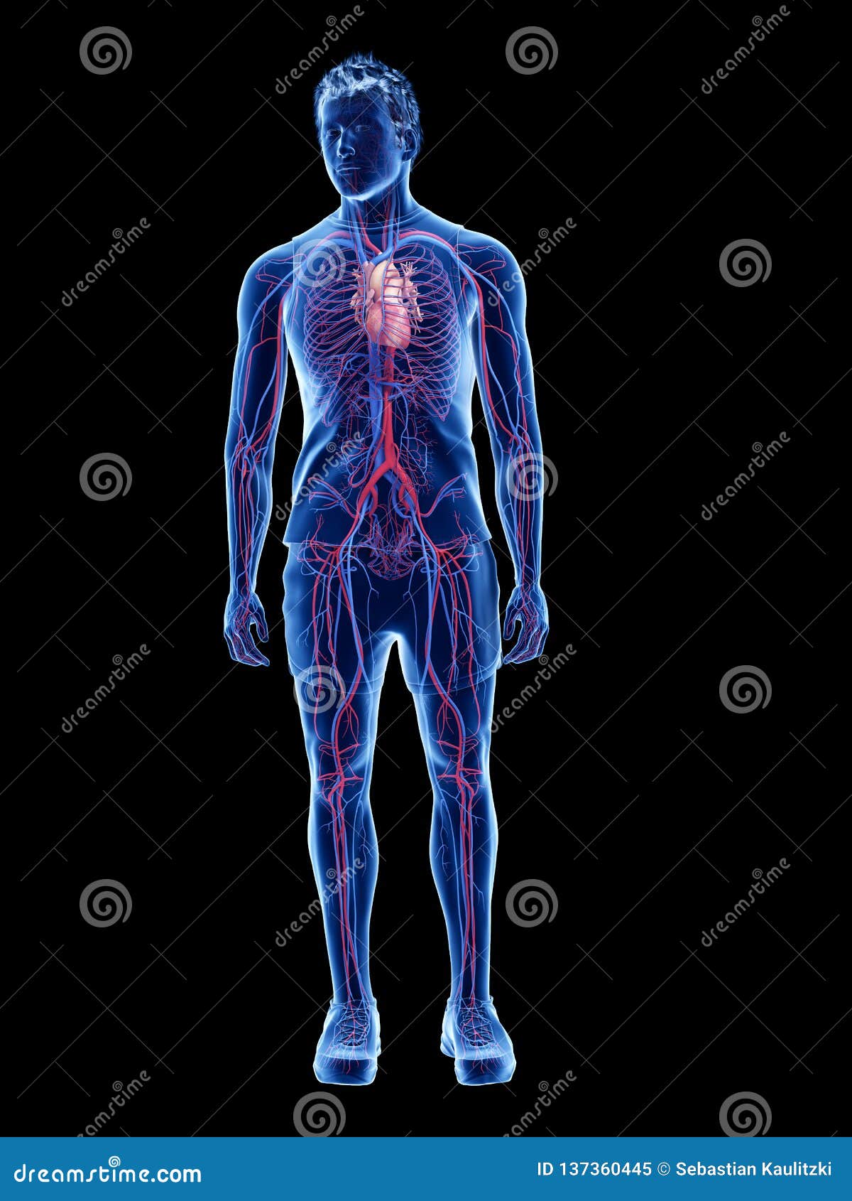 The Human Heart and Vascular System Stock Illustration - Illustration ...