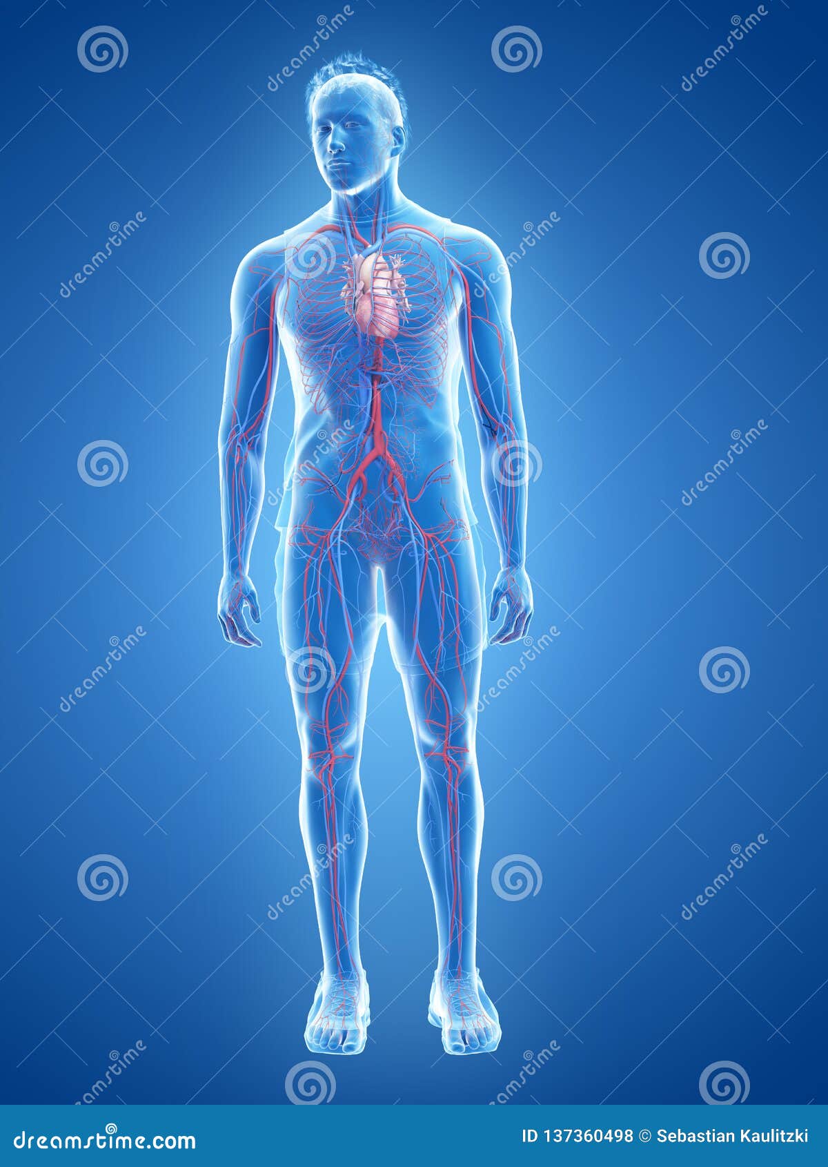 The Human Heart and Vascular System Stock Illustration - Illustration ...