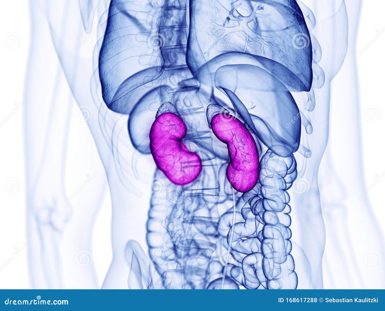 The human kidneys stock illustration. Illustration of biology - 168617288