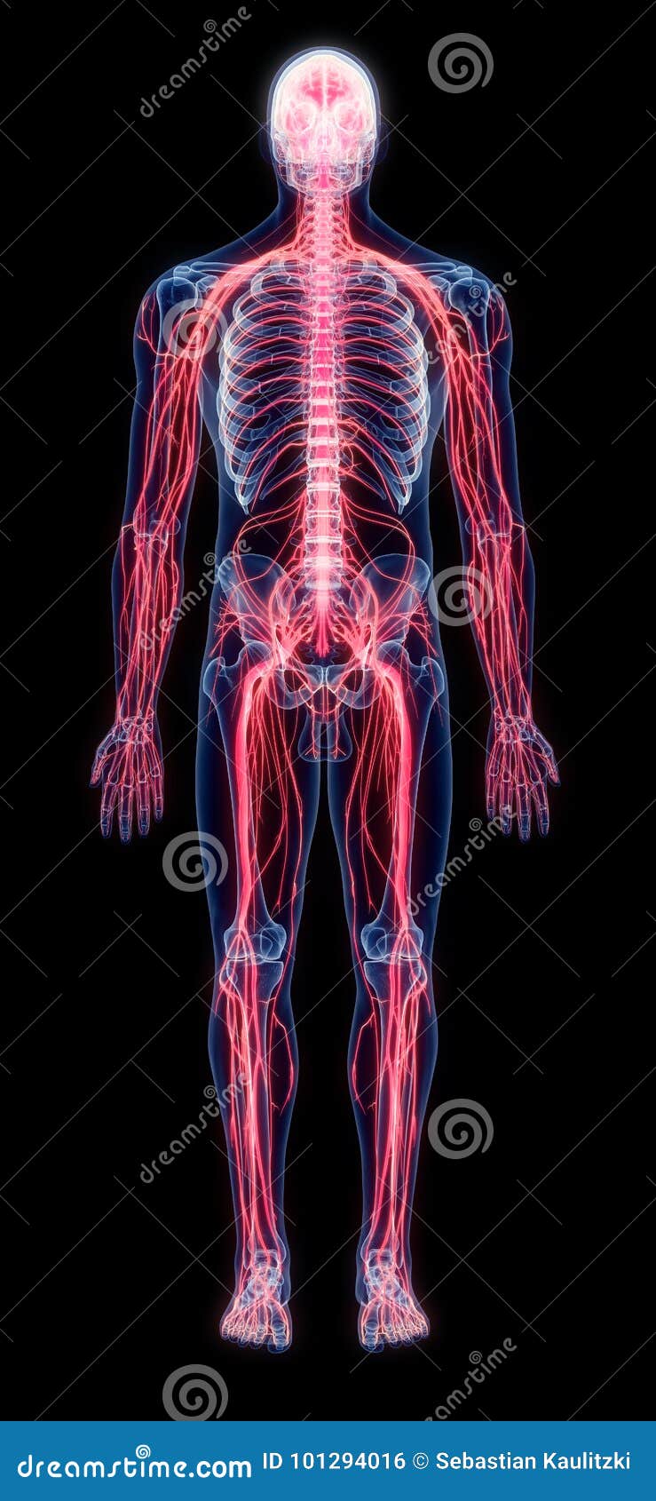 The human nerves stock illustration. Illustration of human - 101294016