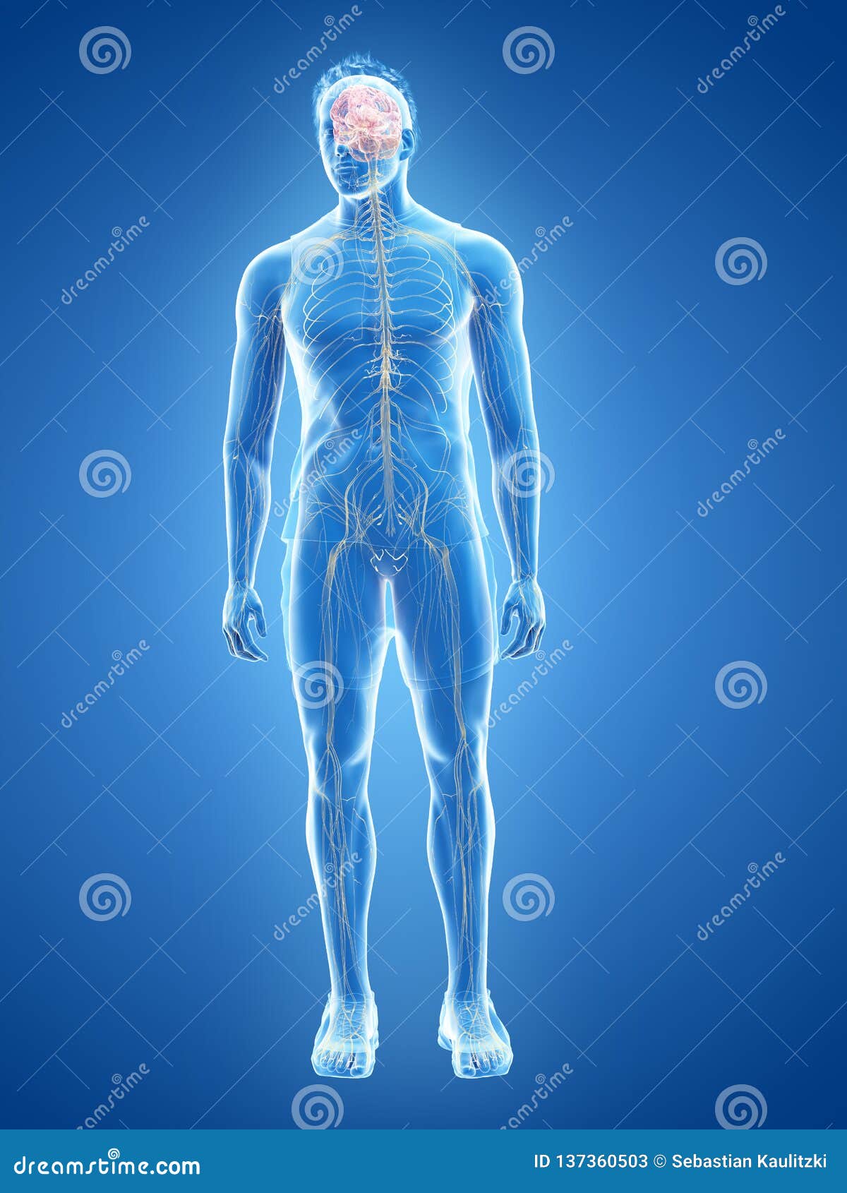 The human nervous system stock illustration. Illustration of limbic ...