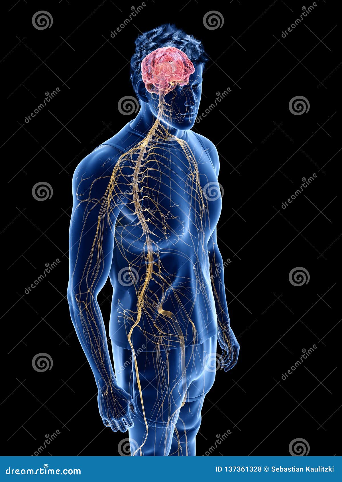 The human nervous system stock illustration. Illustration of anatomy ...