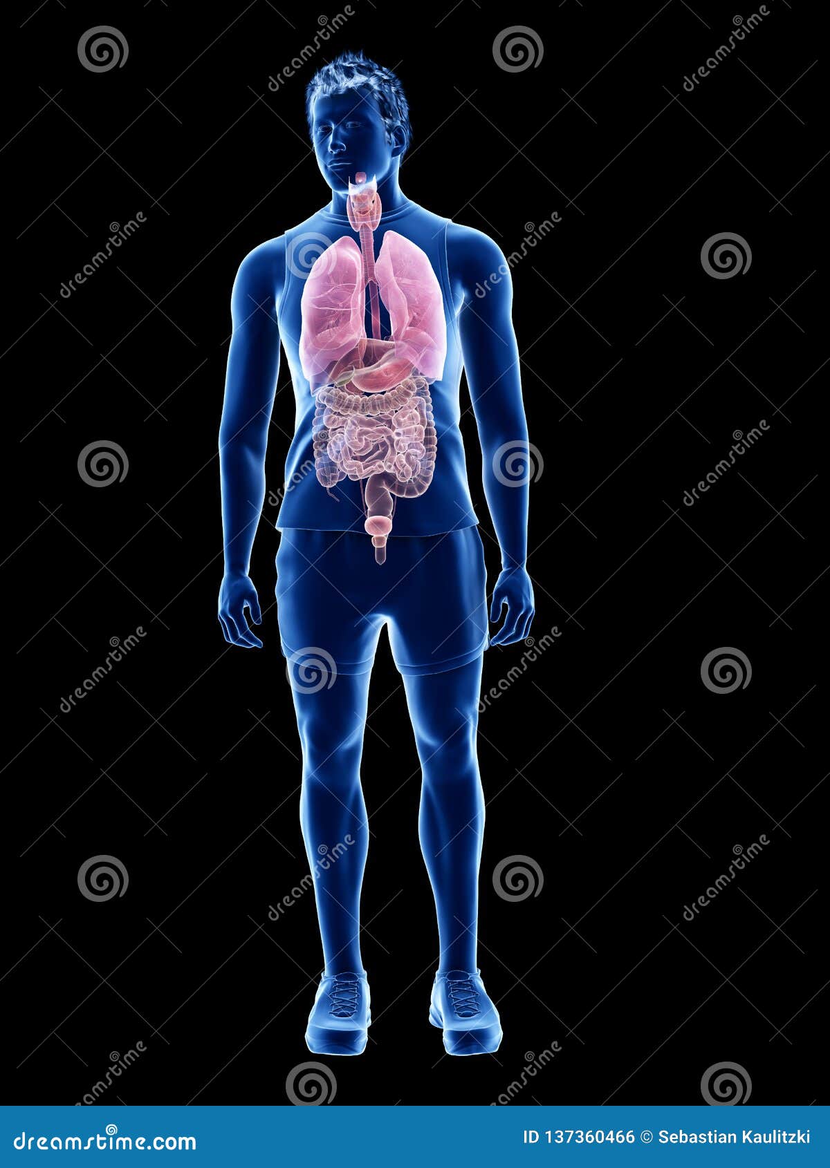 The human organs stock illustration. Illustration of body - 137360466