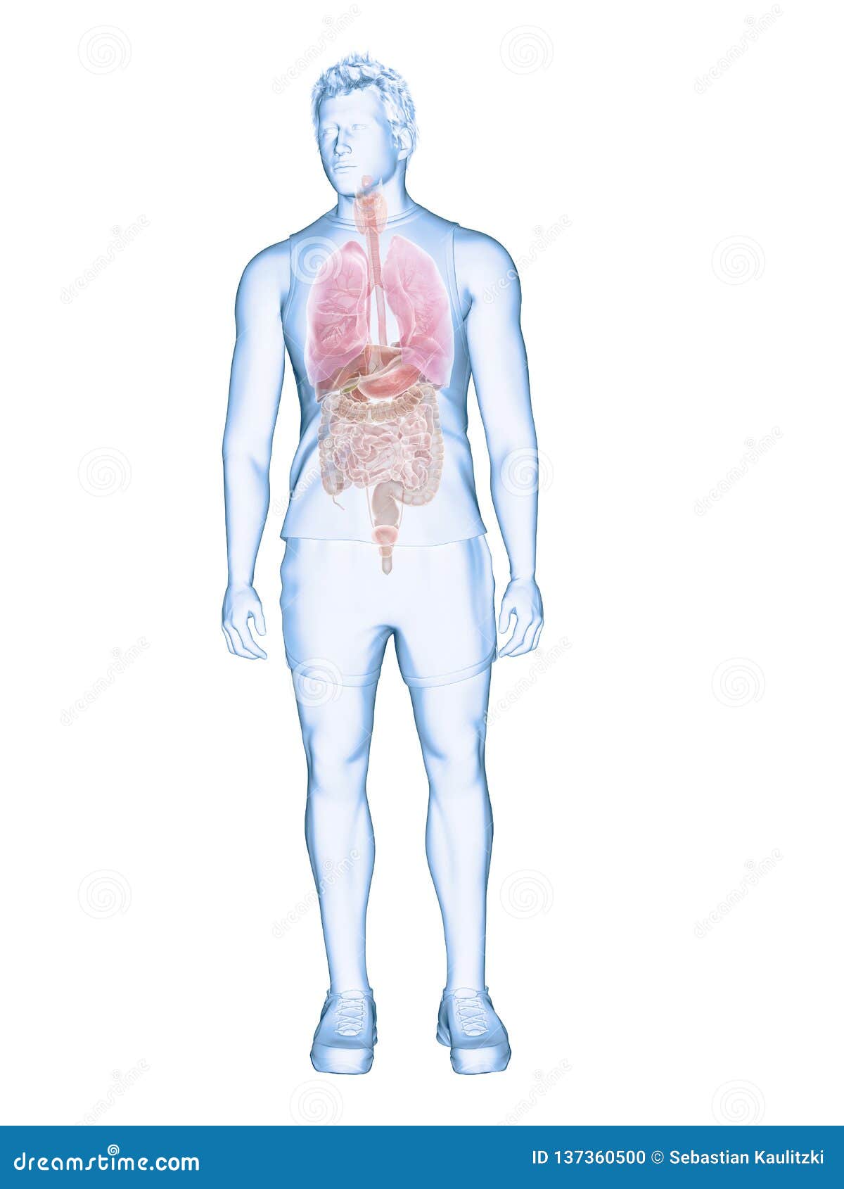 The human organs stock illustration. Illustration of medical - 137360500
