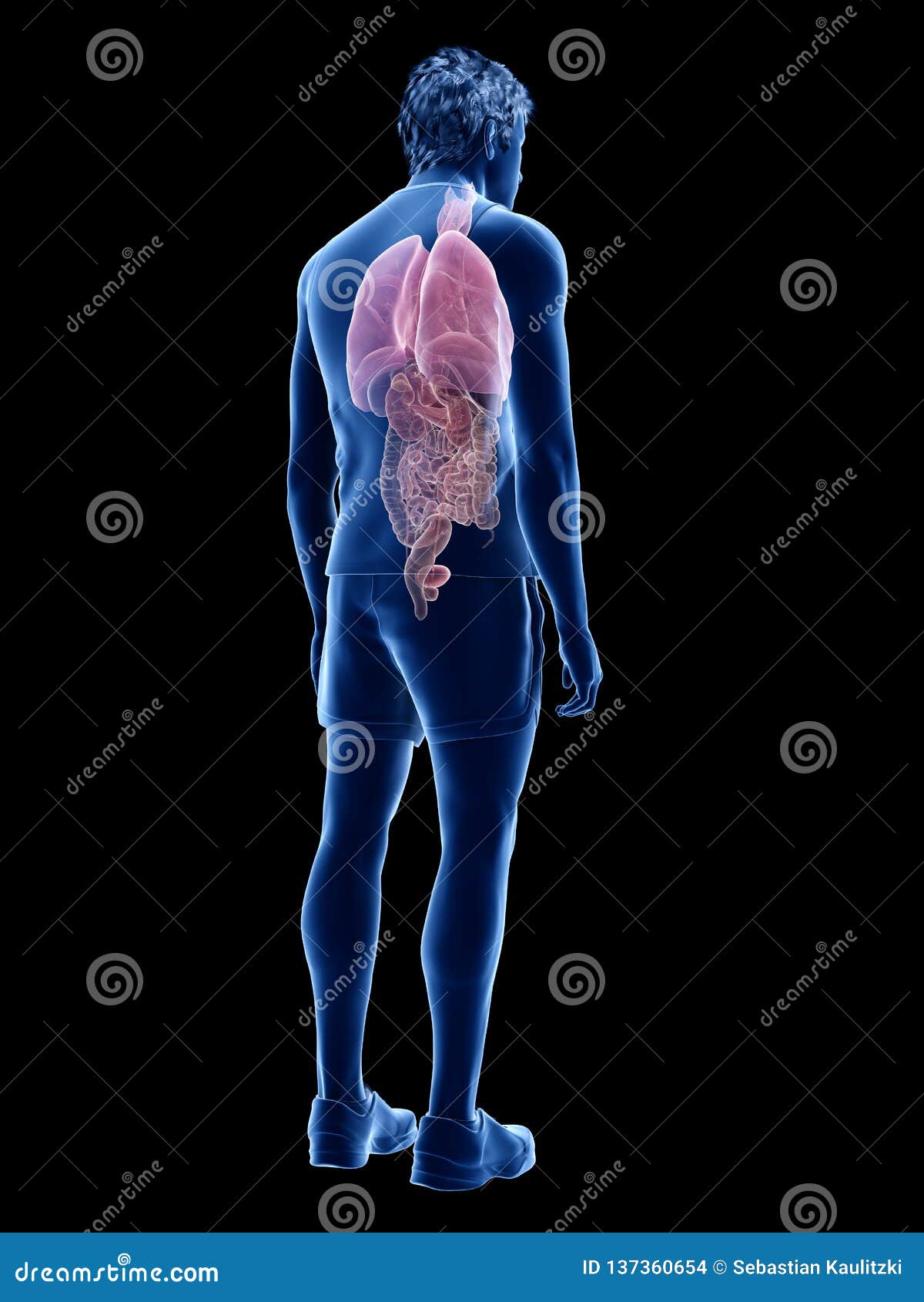The human organs stock illustration. Illustration of black - 137360654