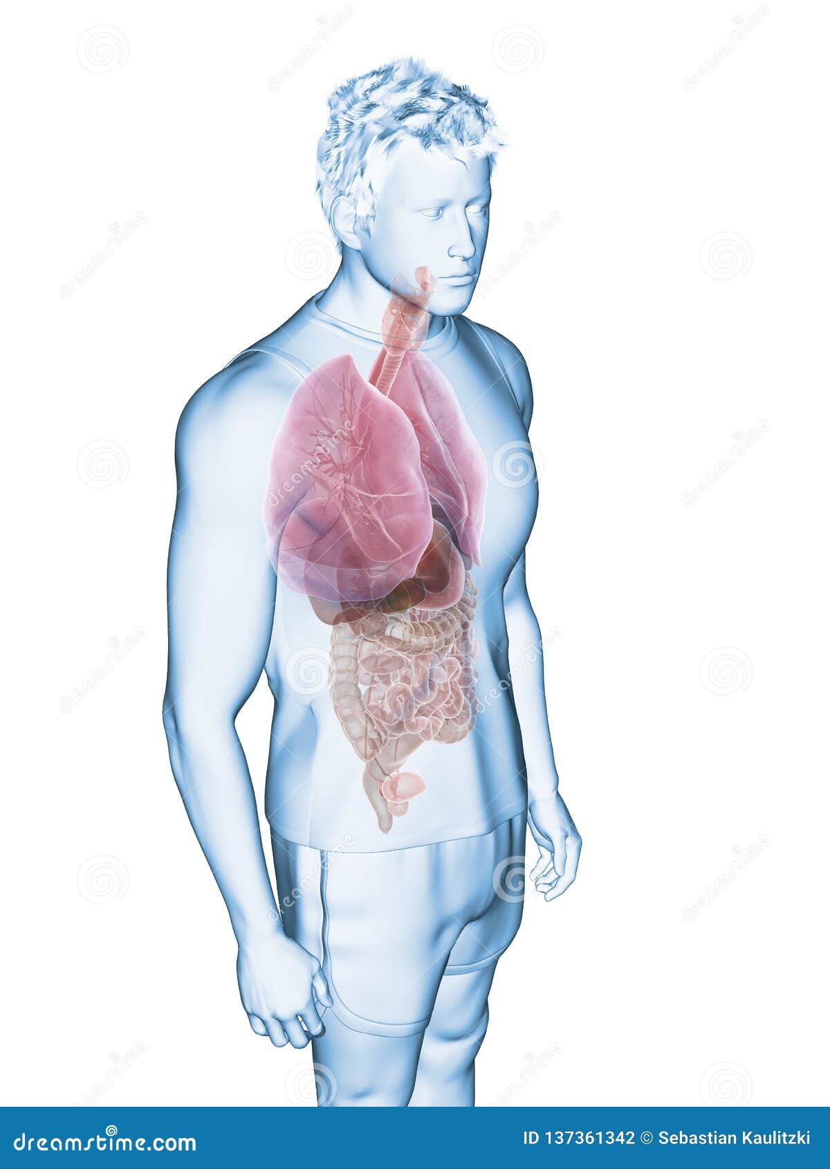 The human organs stock illustration. Illustration of organs - 137361342