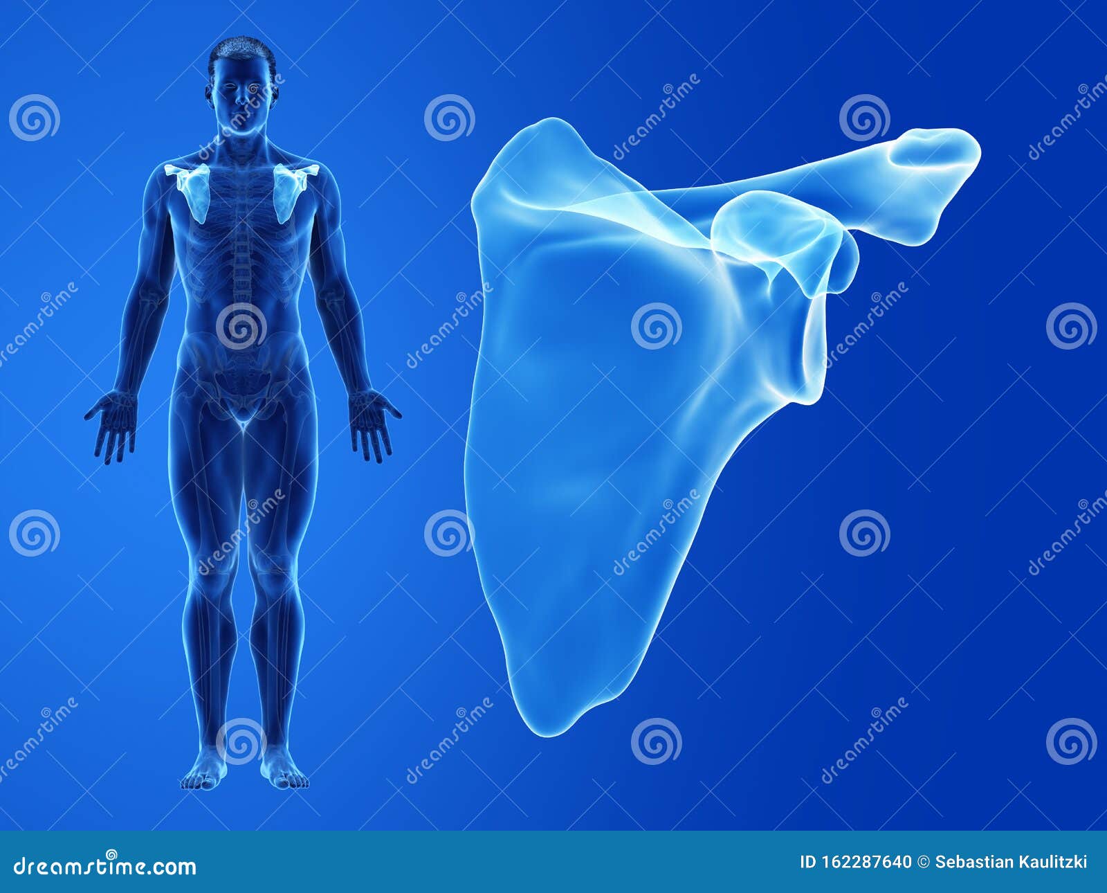Acromion Of Scapula M-SKEL-SCAPULA-ACROMION 7, 3D Model Stock Photo ...