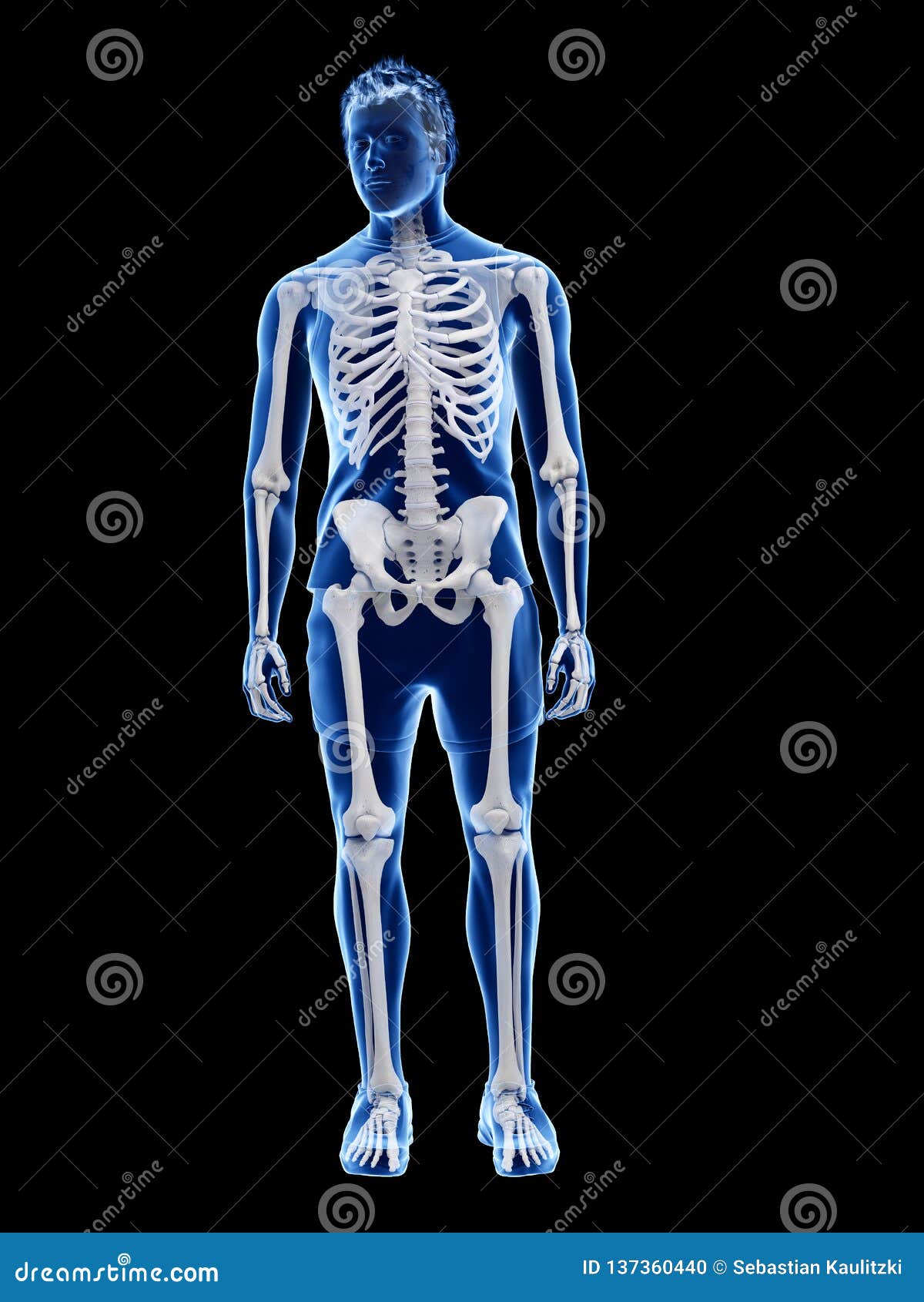 Human Skeletal System, Anatomical Model. Medical Vector Illustration ...