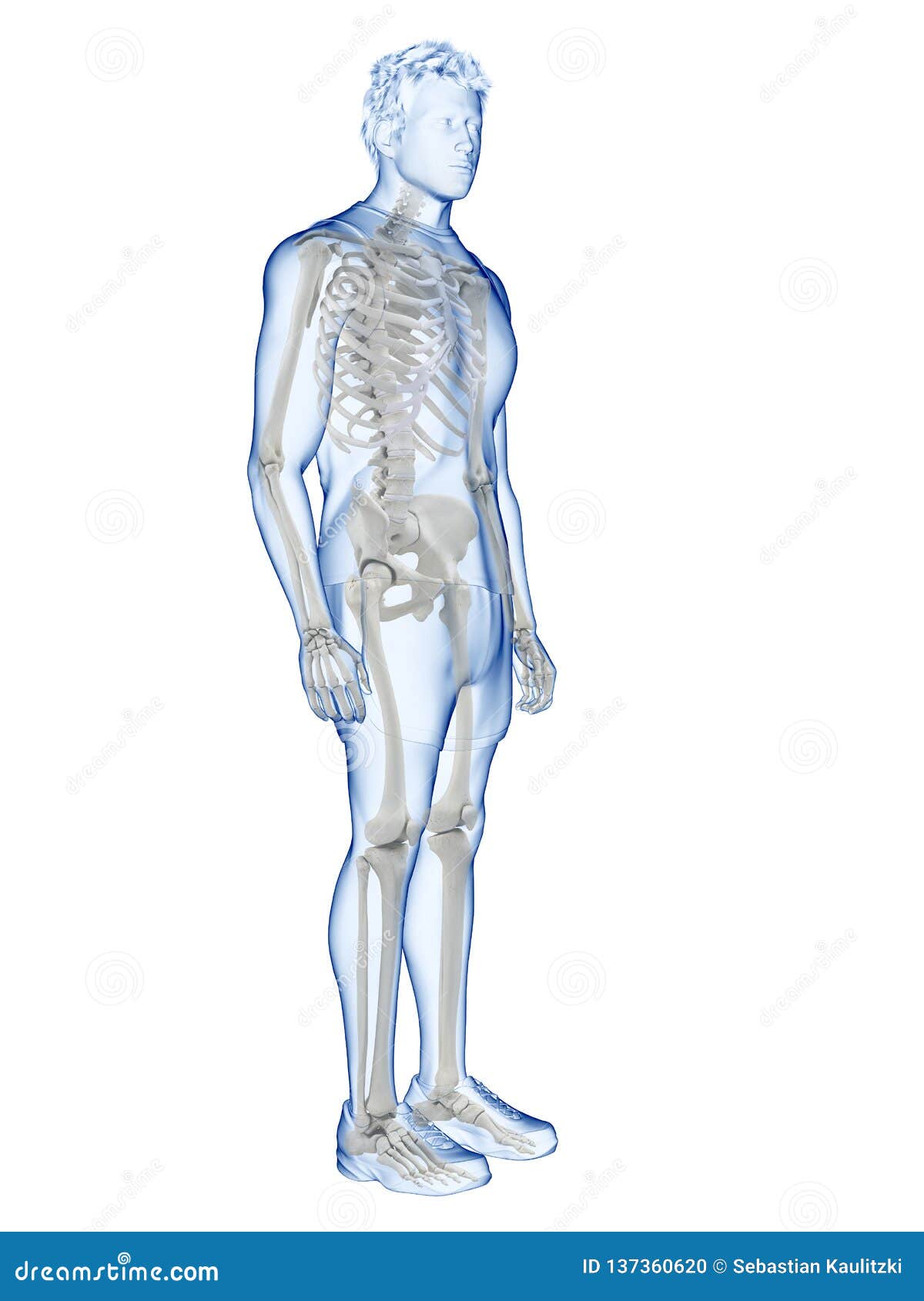 The Human Skeletal System Royalty-Free Cartoon | CartoonDealer.com ...