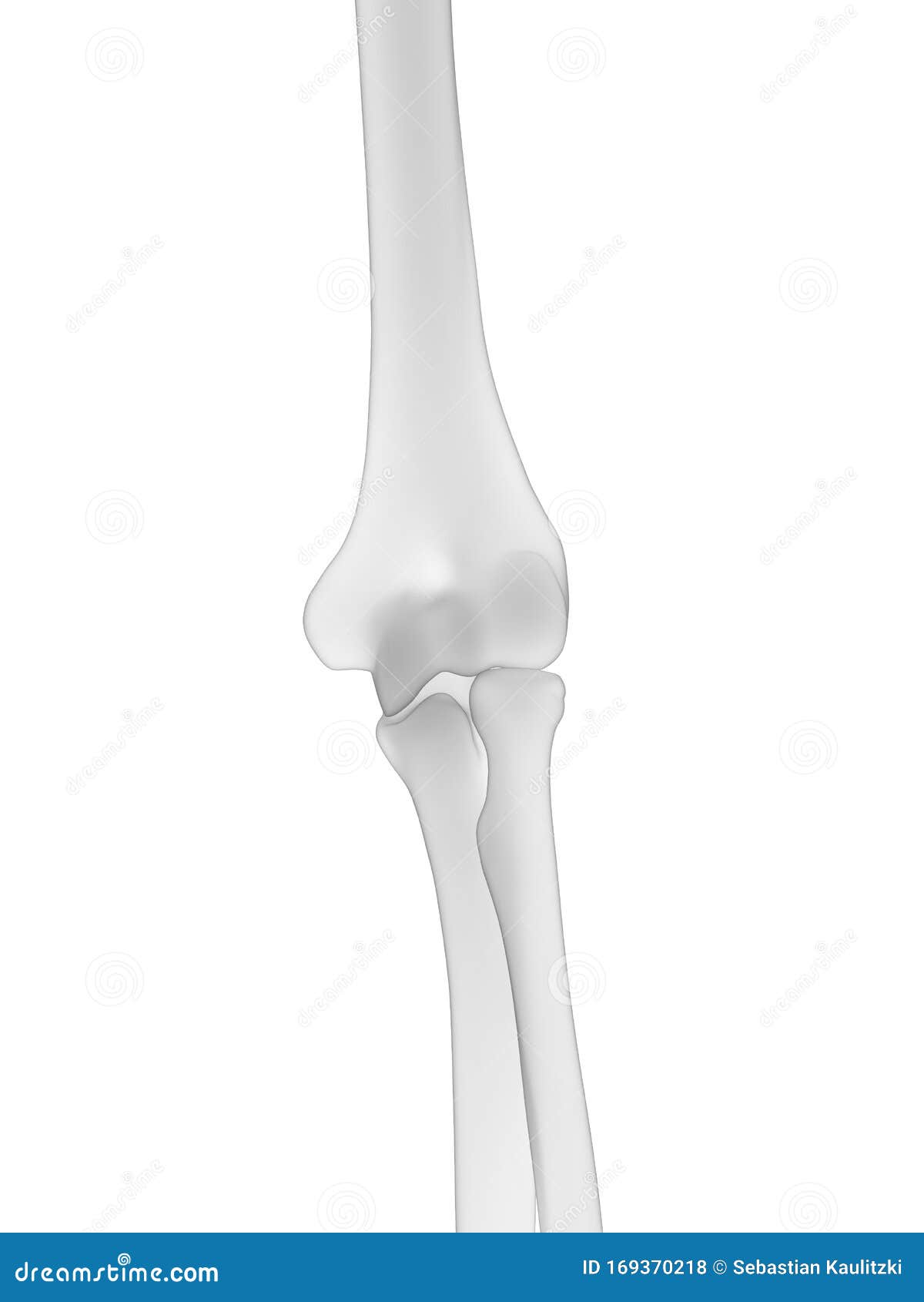 The Human Skeleton - the Elbow Stock Illustration - Illustration of ...