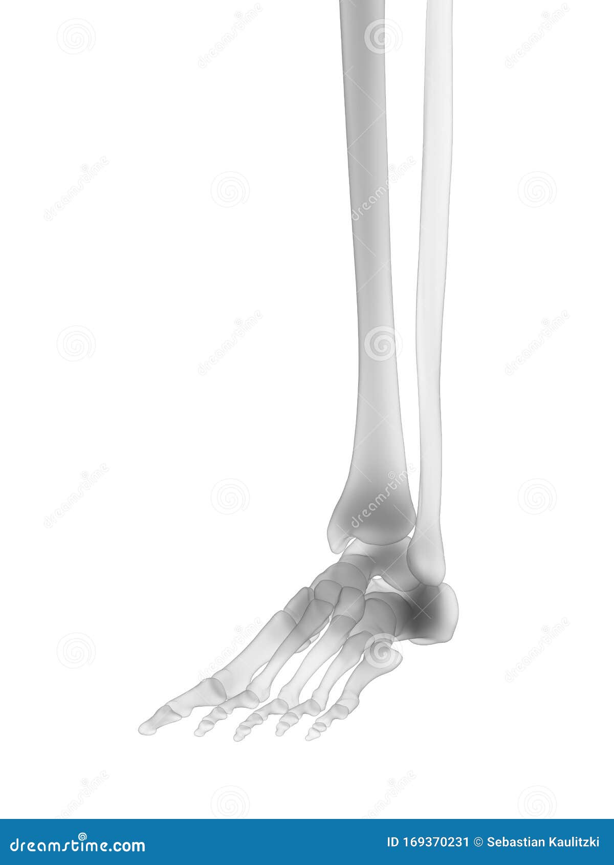 The Human Skeleton - the Foot Stock Illustration - Illustration of ...