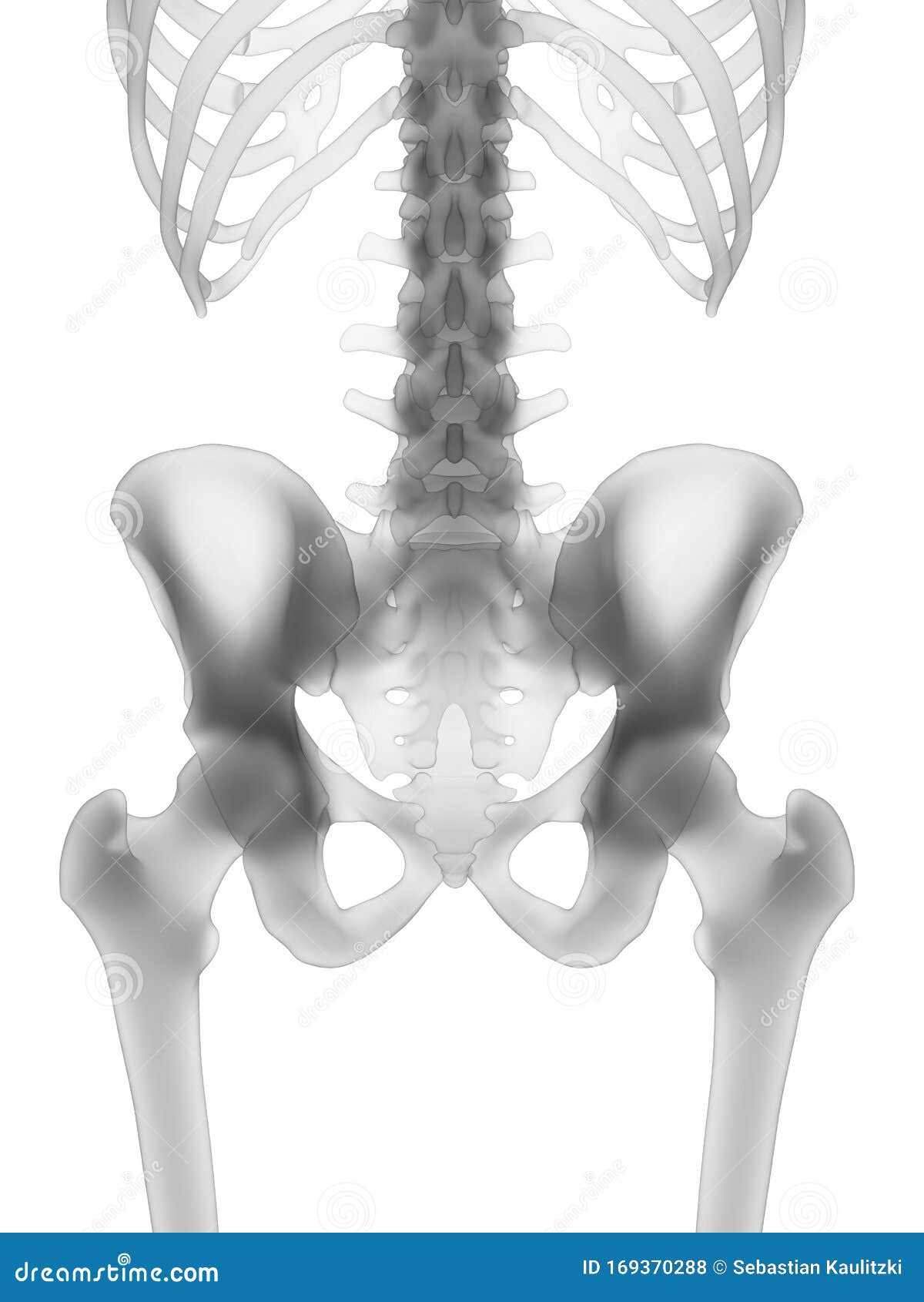 Human Skeleton Skeletal System Chart Labeled Bones Names Vector ...
