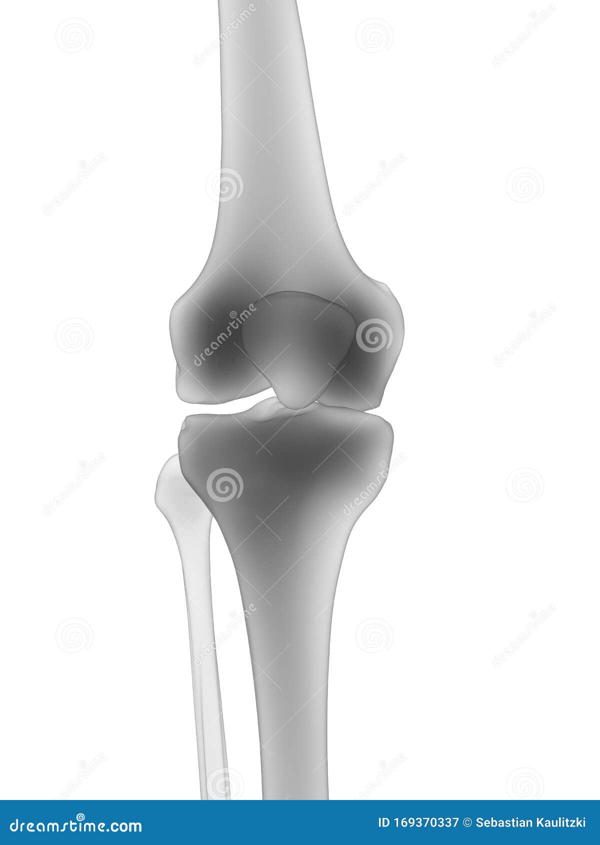 The Human Skeleton - the Knee Stock Illustration - Illustration of ...