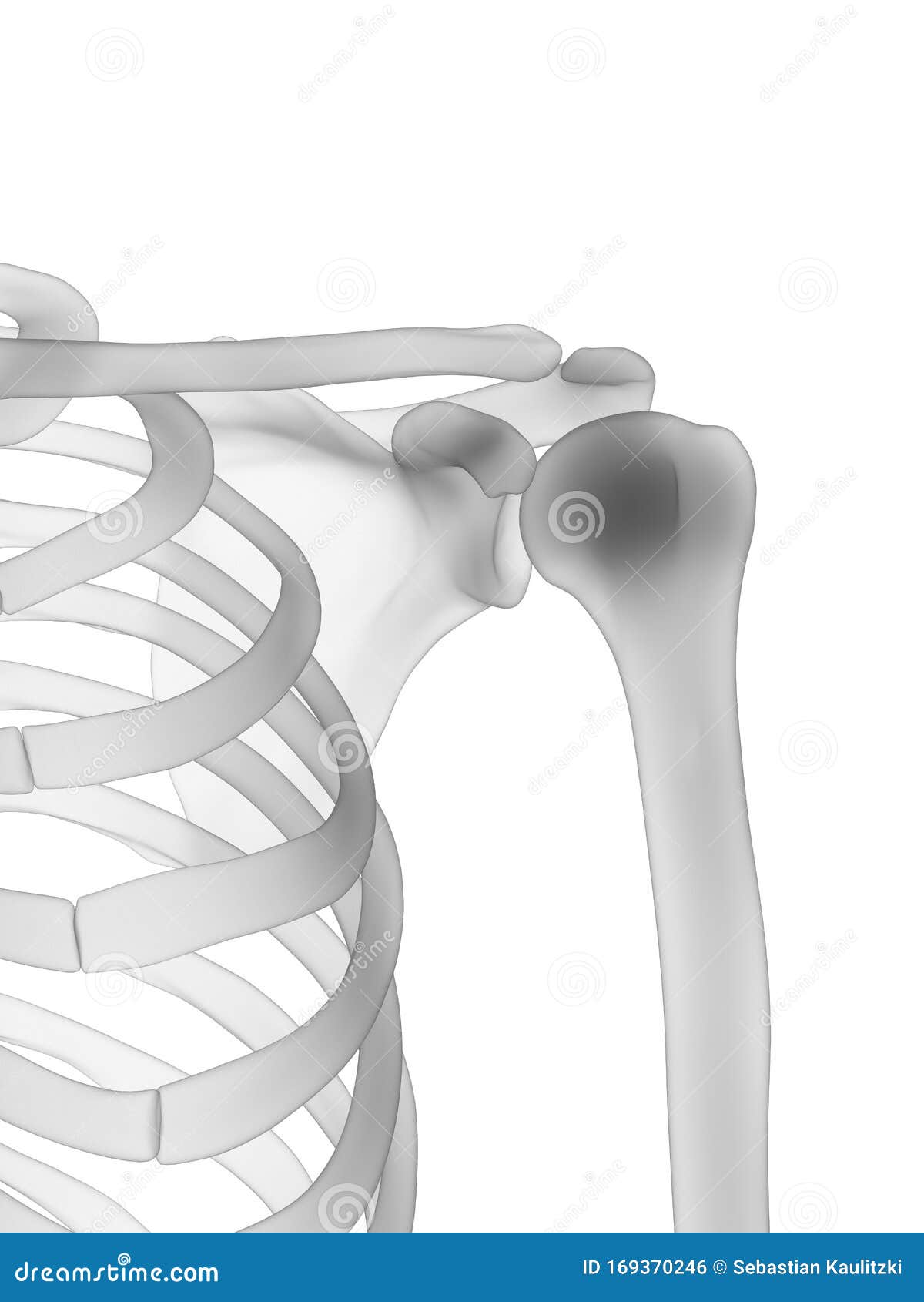 The Human Skeleton - the Shoulder Stock Illustration - Illustration of ...