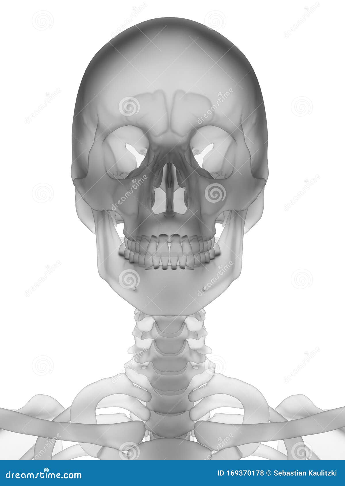 The Human Skeleton - the Skull Stock Illustration - Illustration of ...