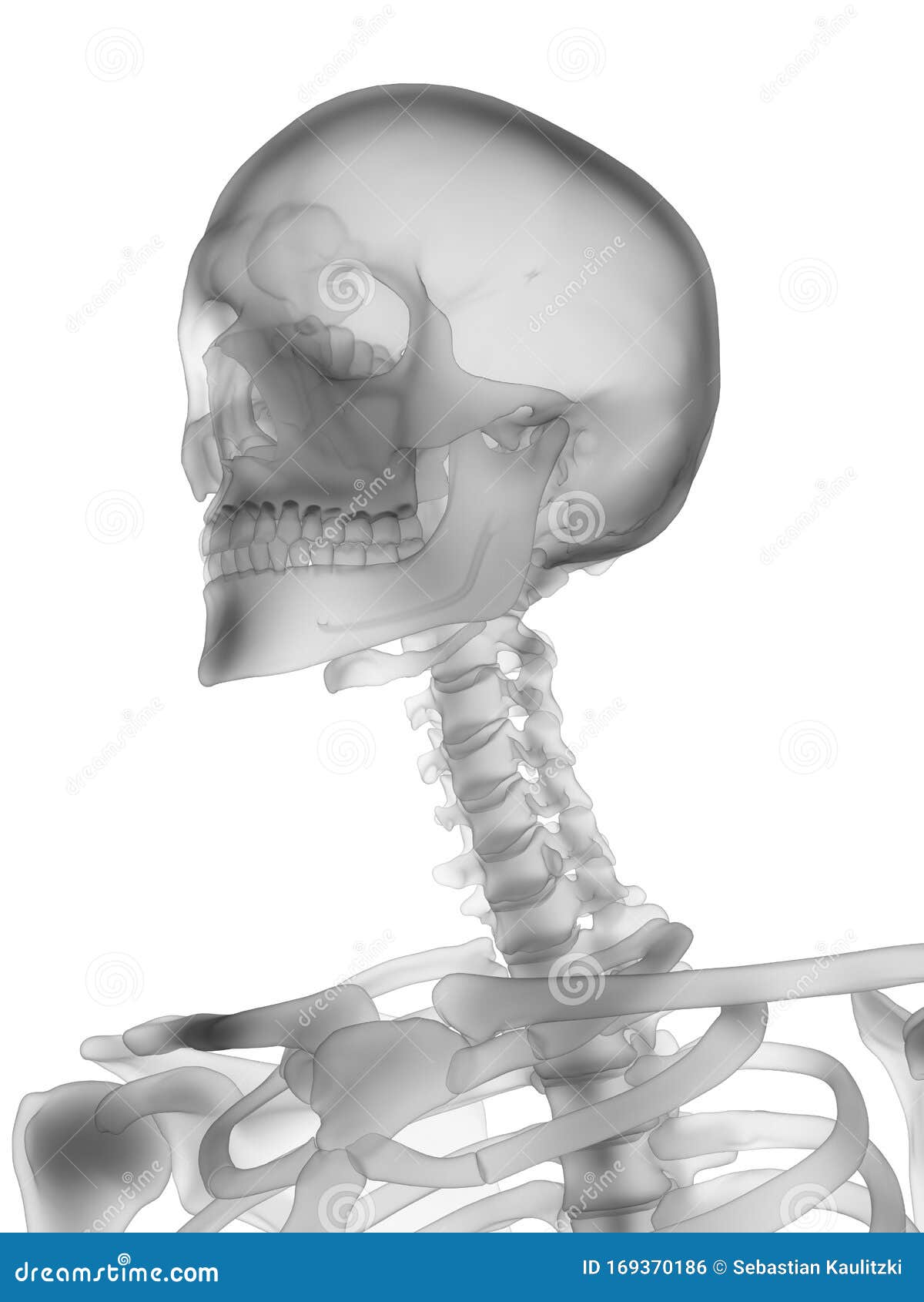 The Human Skeleton - the Skull Stock Illustration - Illustration of ...
