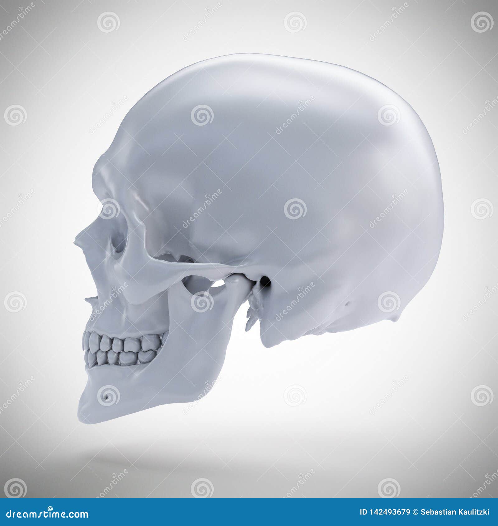 A human skull stock illustration. Illustration of grim - 142493679