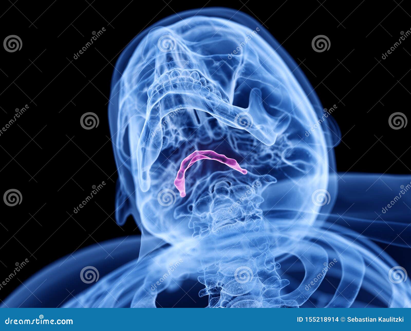 The hyoid bone stock illustration. Illustration of skeleton - 155218914