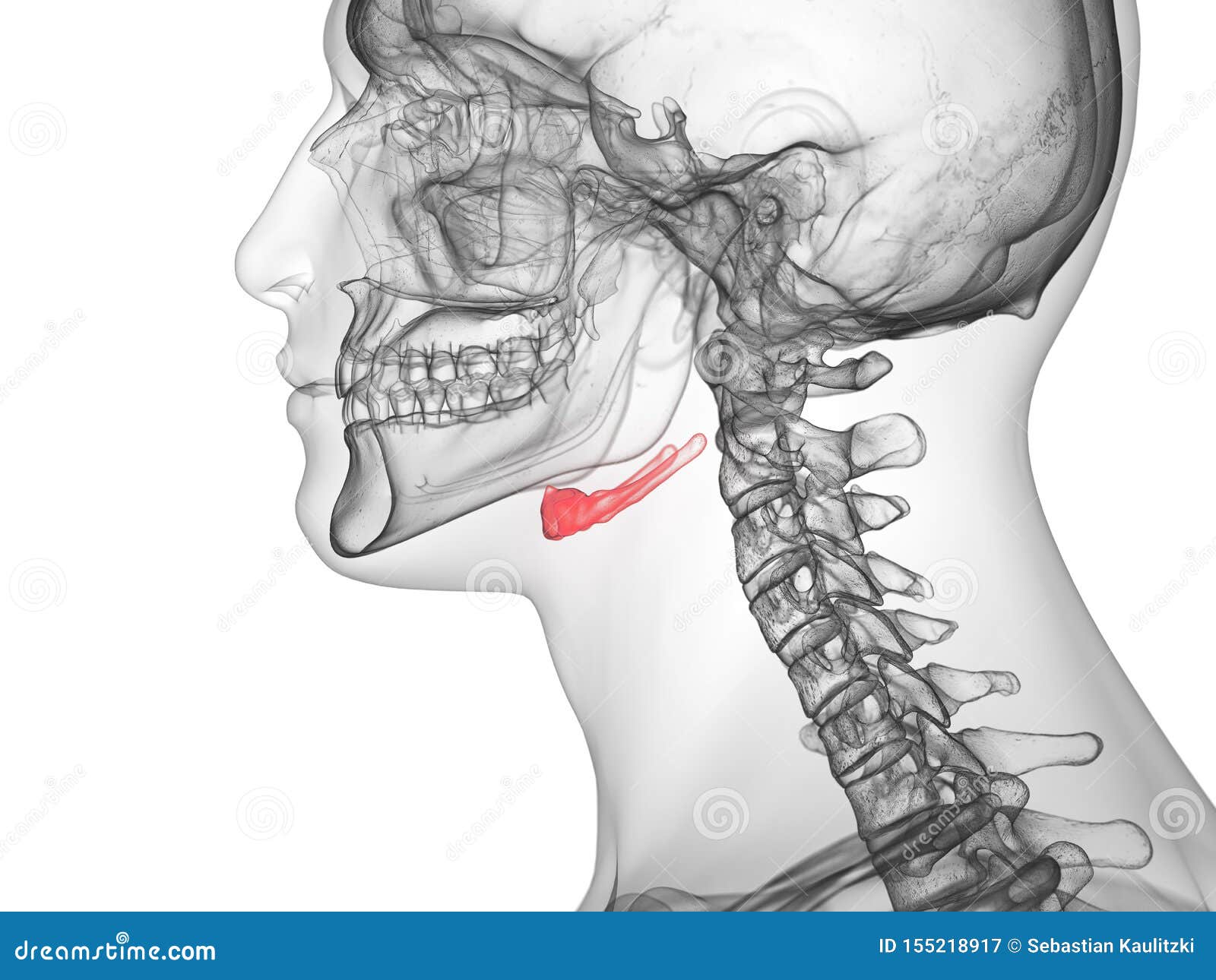 The hyoid bone stock illustration. Illustration of biology - 155218917