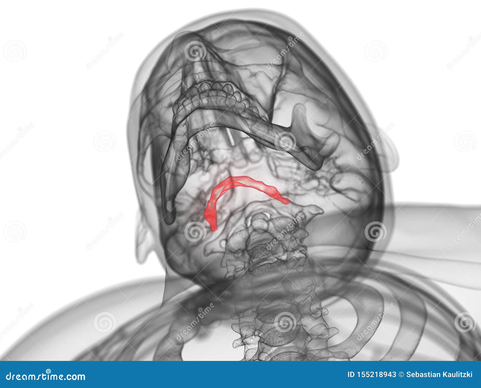 The hyoid bone stock illustration. Illustration of health - 155218943
