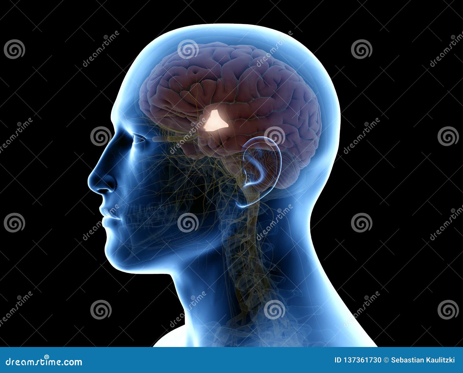 Hypothalamus Cartoons, Illustrations & Vector Stock Images - 3934 ...