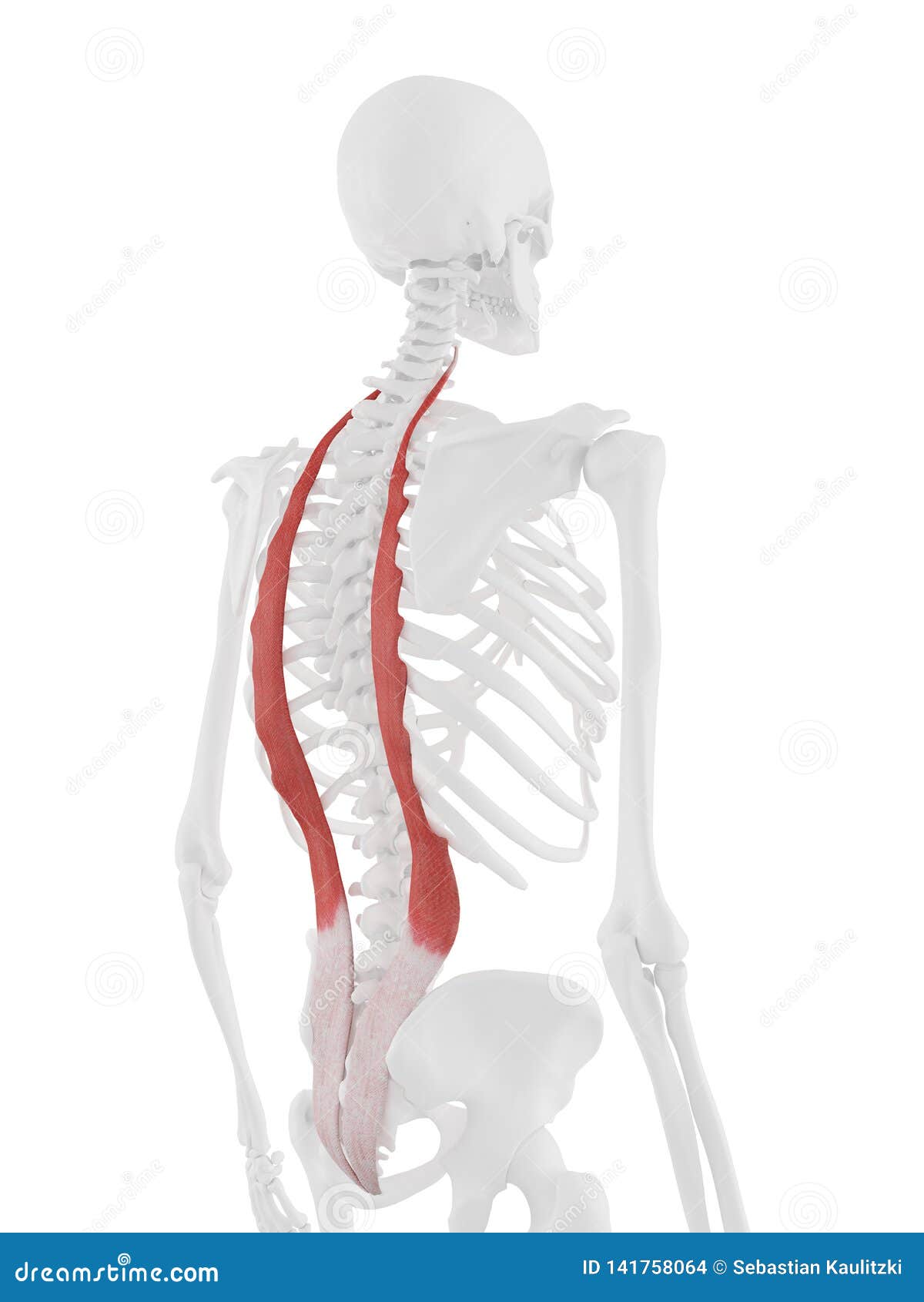 The Iliocostalis stock illustration. Illustration of medically - 141758064