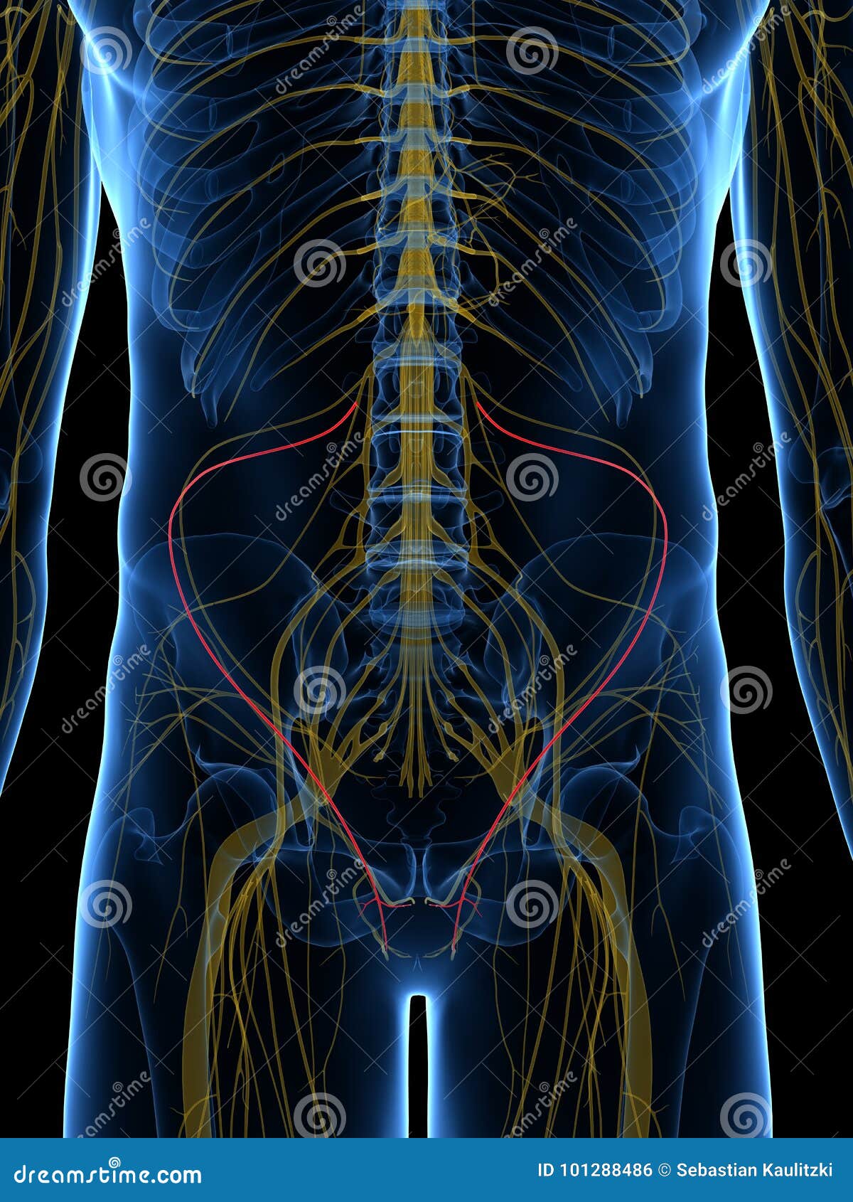 Ilioinguinal Nerve Cadaver
