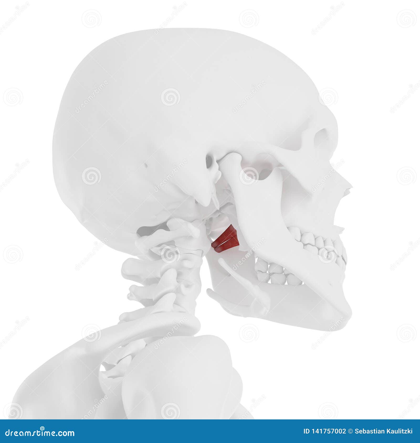 The Internal Pterygoideus stock illustration. Illustration of rendering ...