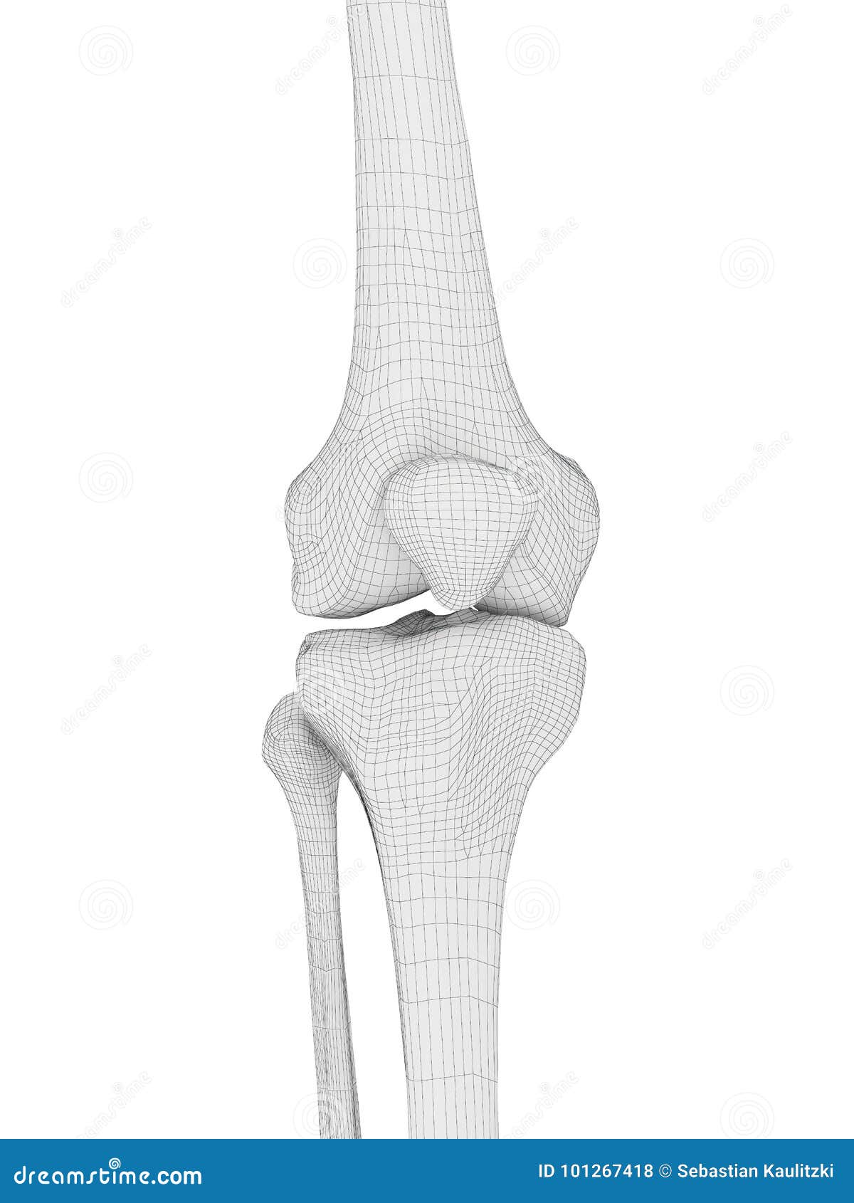 The knee bones stock illustration. Illustration of health - 101267418