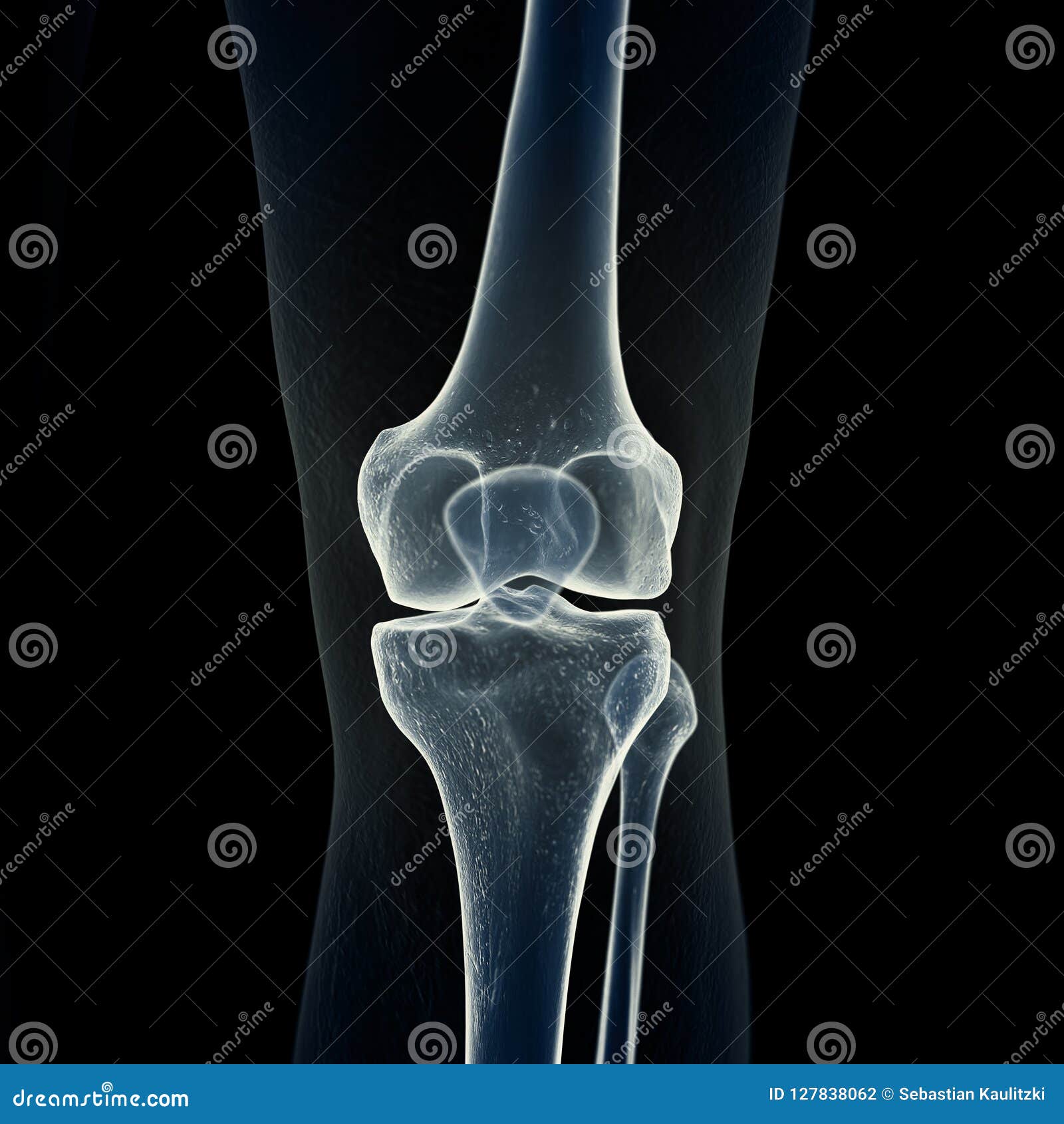 Knee Bones Vector. Human Bone And Joint Icon. | CartoonDealer.com ...