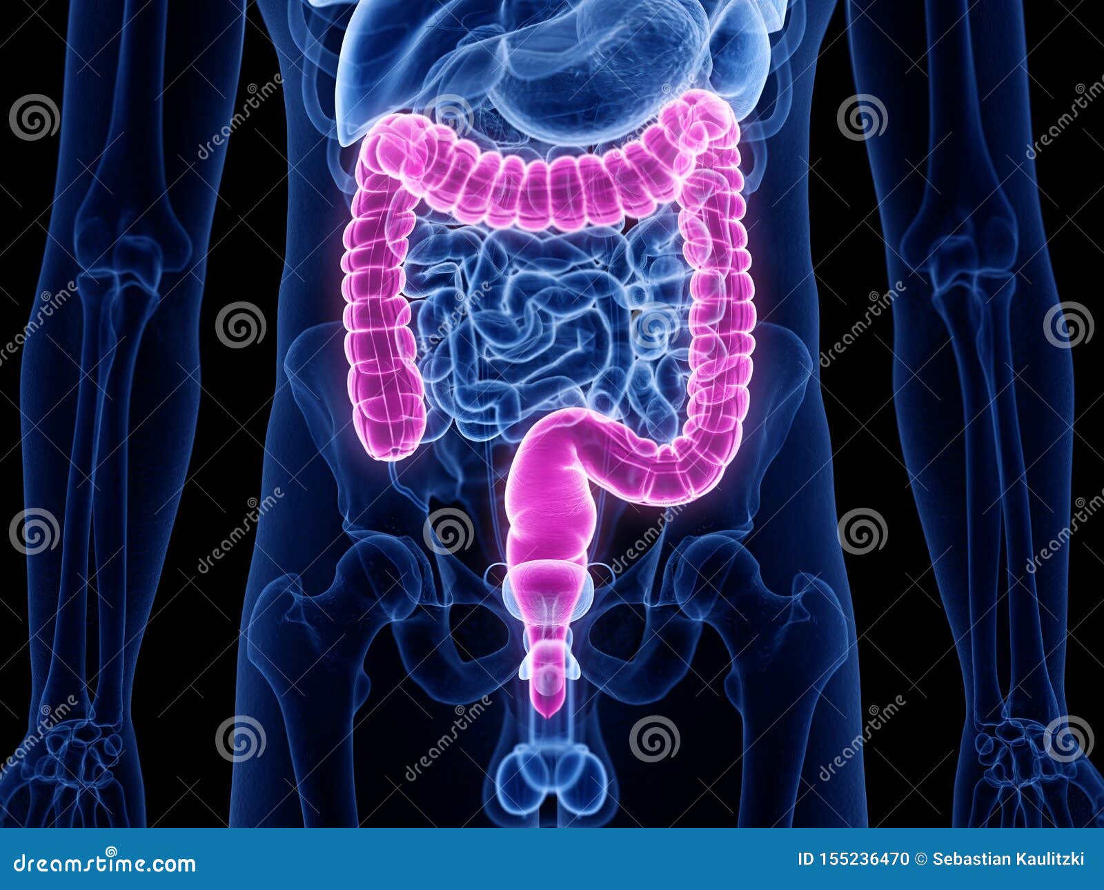 The large intestine stock illustration. Illustration of cecum - 155236470