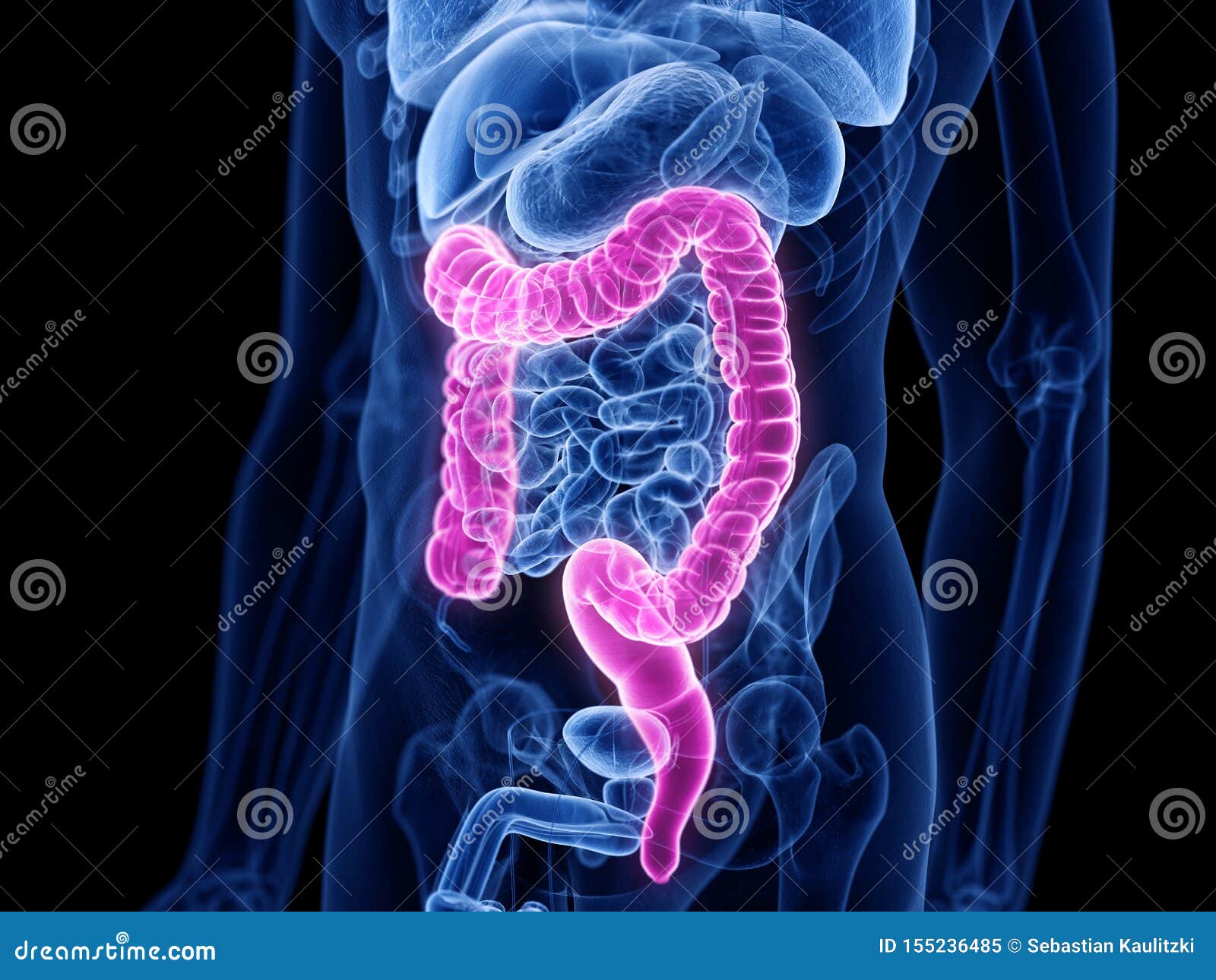 The large intestine stock illustration. Illustration of male - 155236485