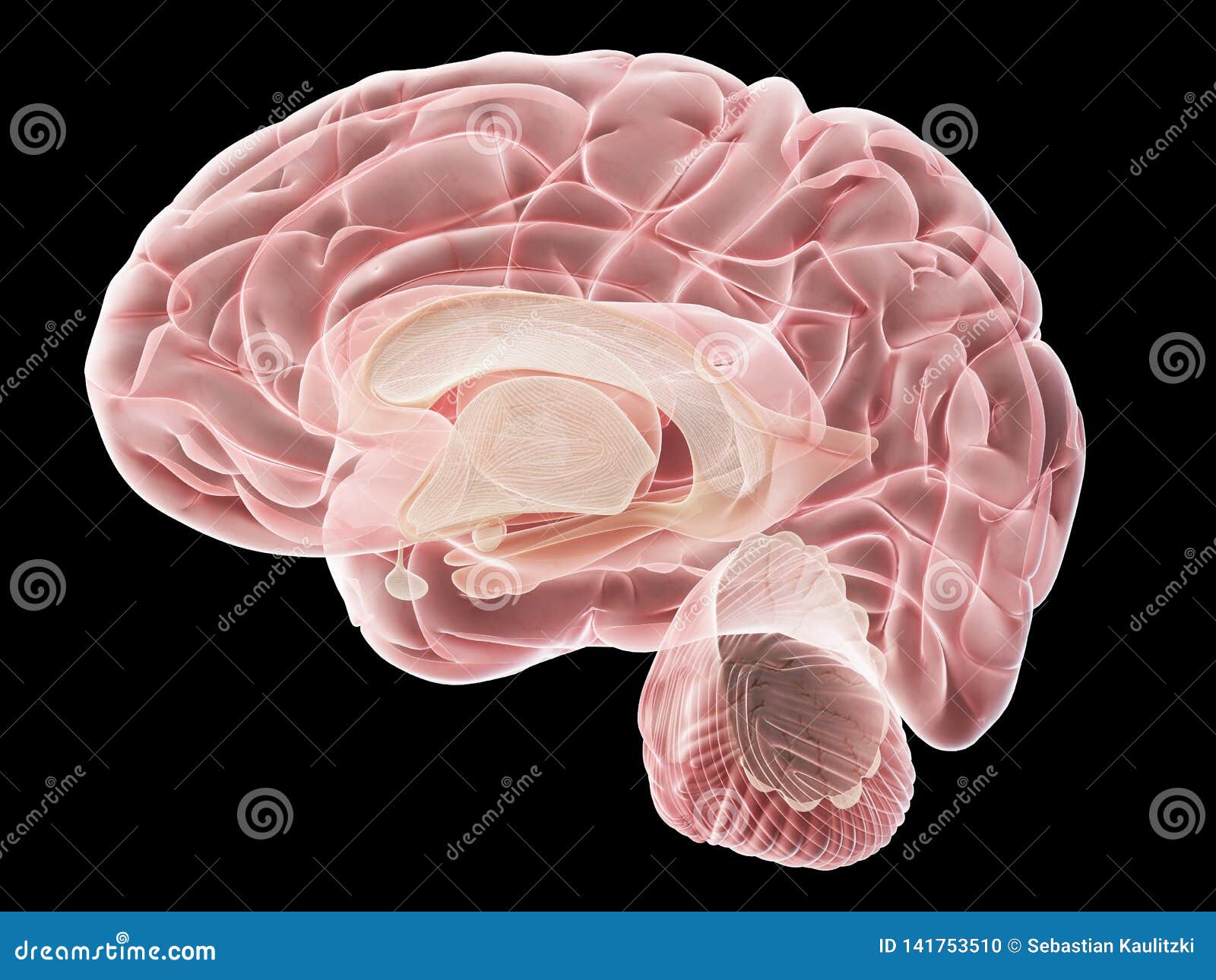 A Lateral Cross-section of the Human Brain Stock Illustration ...