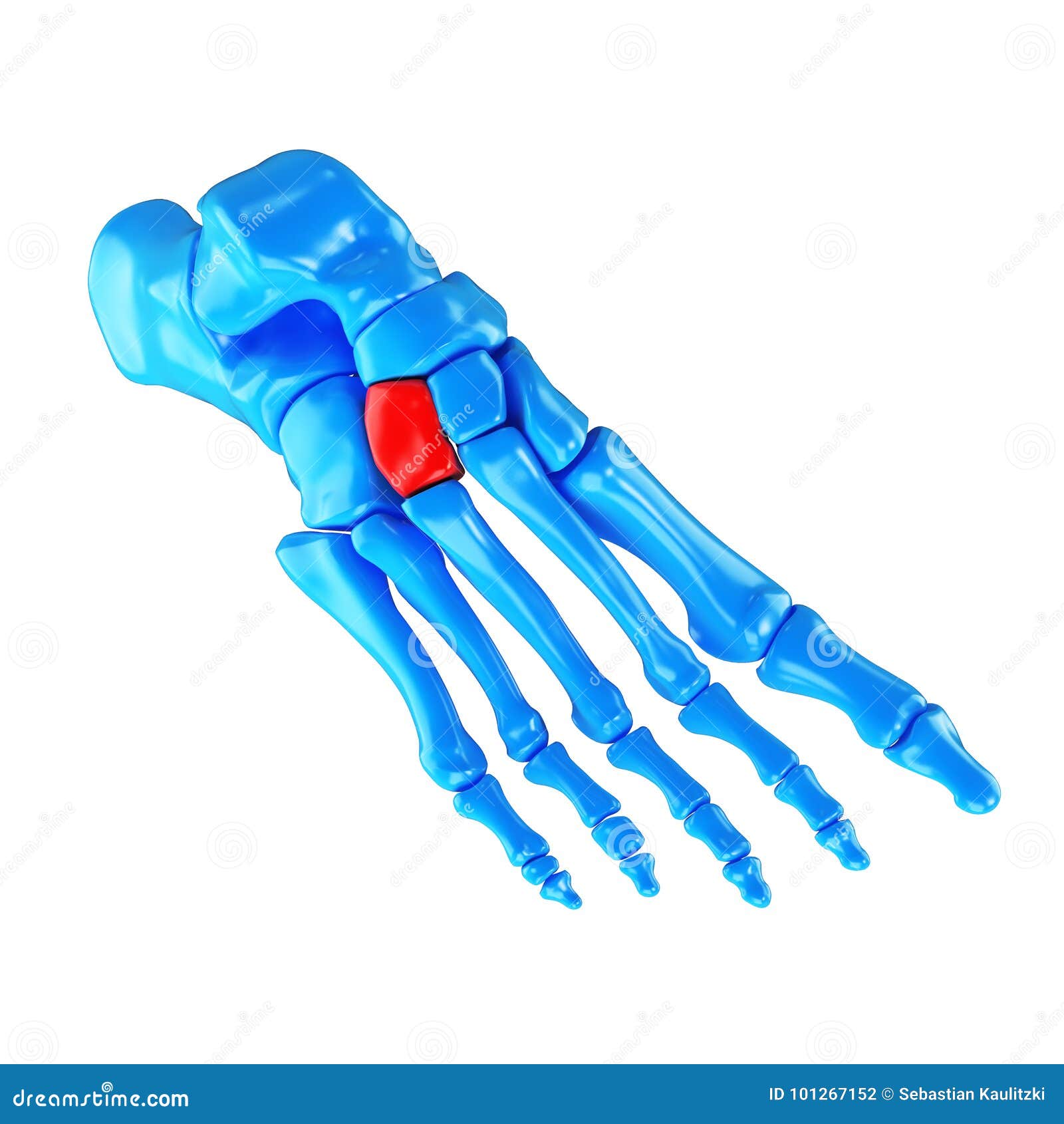 The Lateral Cuneiform Bone Royalty-Free Cartoon | CartoonDealer.com ...