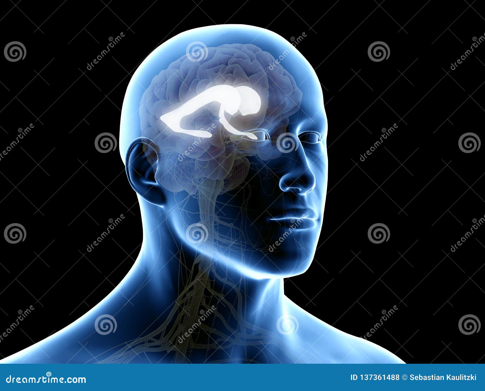 Ventricle Cartoons, Illustrations & Vector Stock Images - 7401 Pictures ...