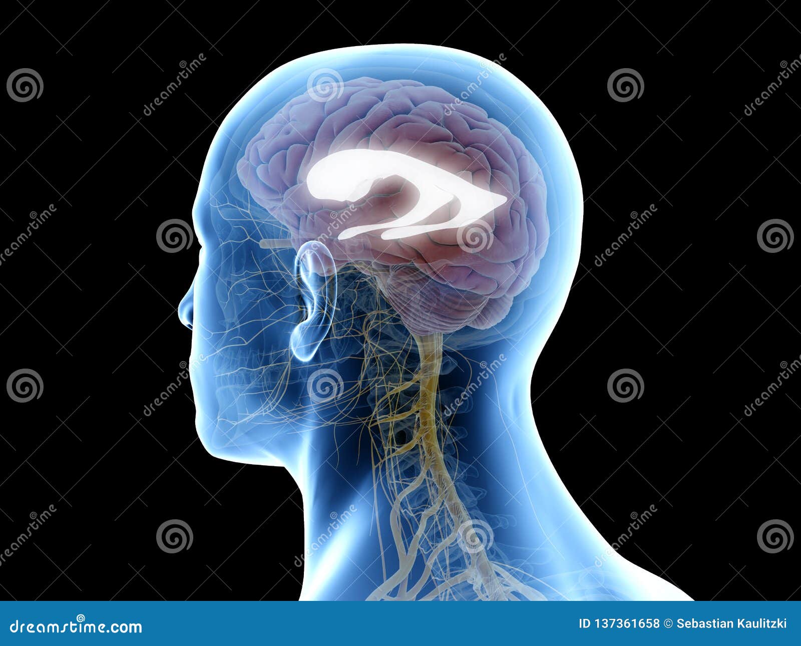 The Lateral Ventricle Royalty-Free Cartoon | CartoonDealer.com #137361488