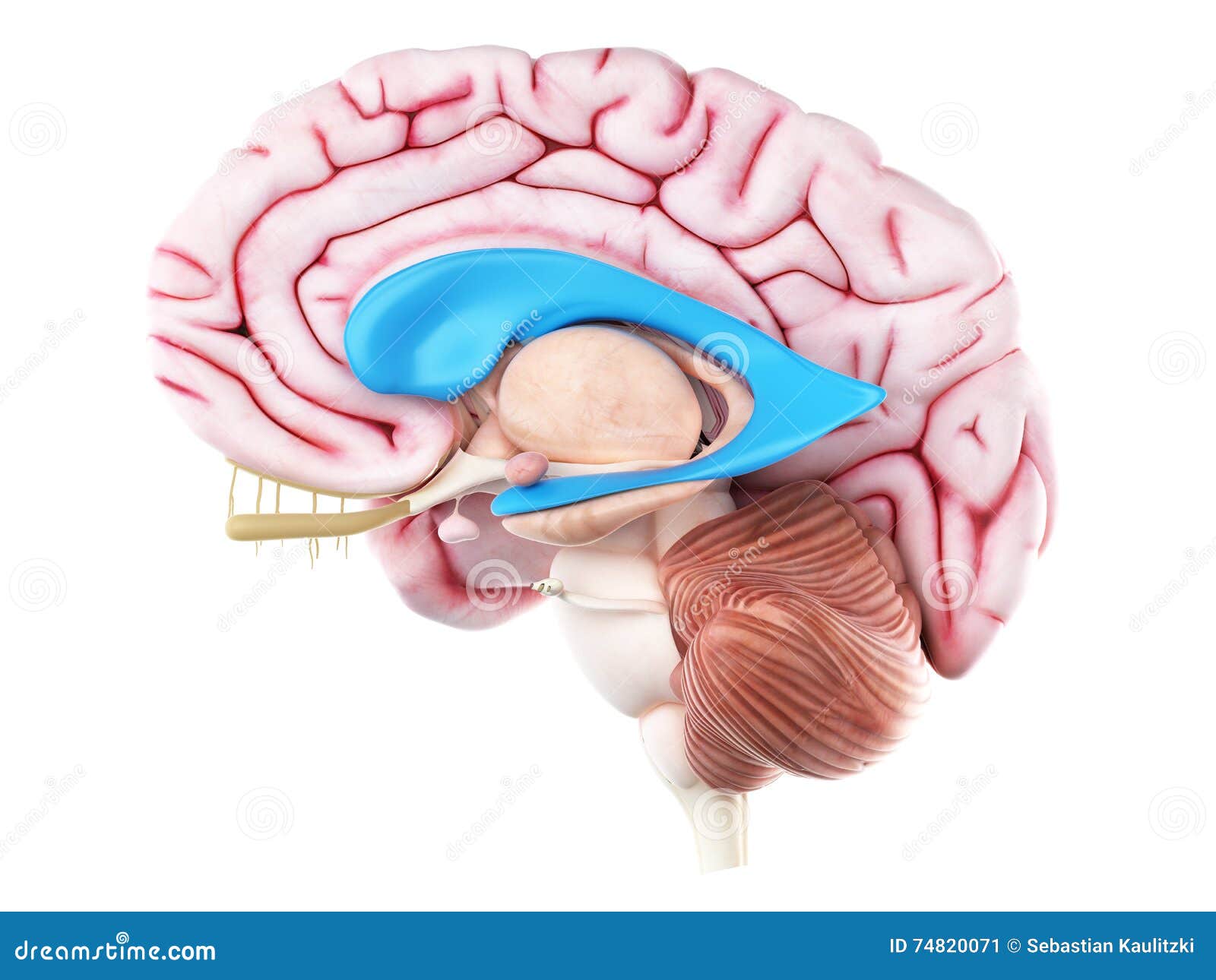 The lateral ventricle stock illustration. Illustration of medically ...