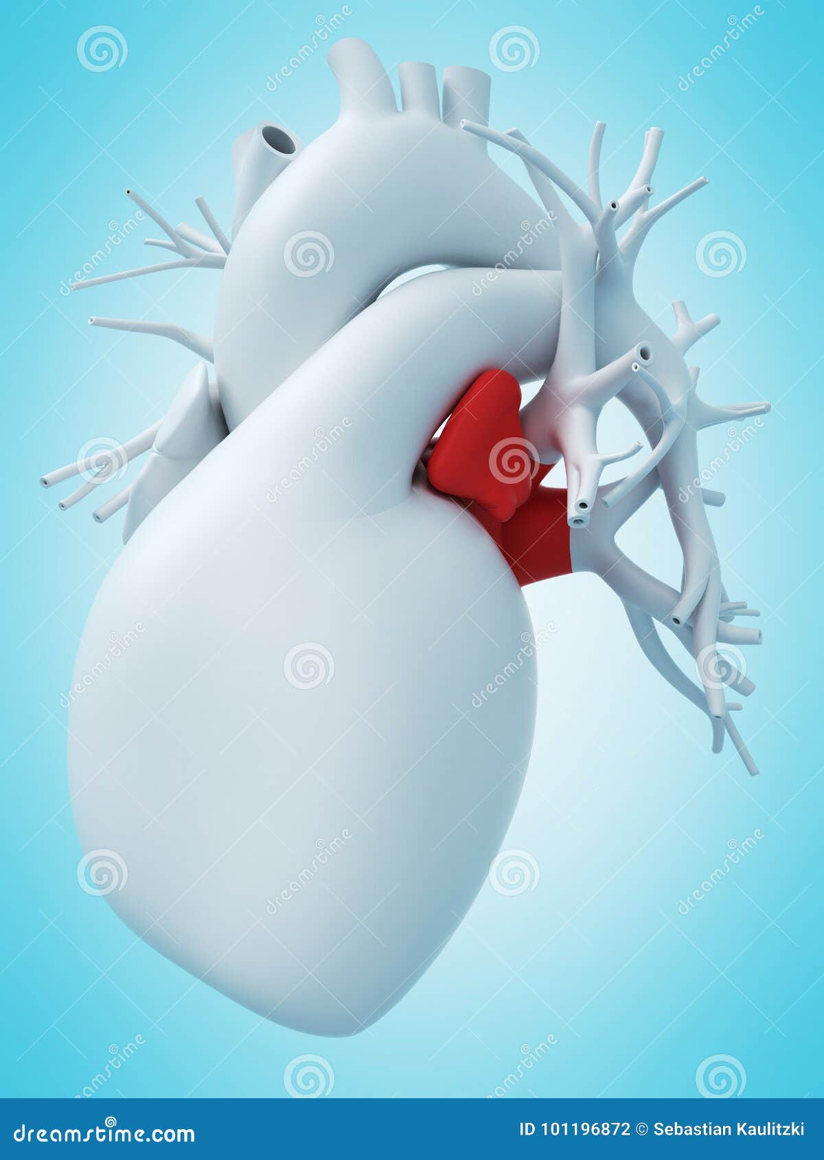 The Left Atrium Royalty-Free Cartoon | CartoonDealer.com #157581686