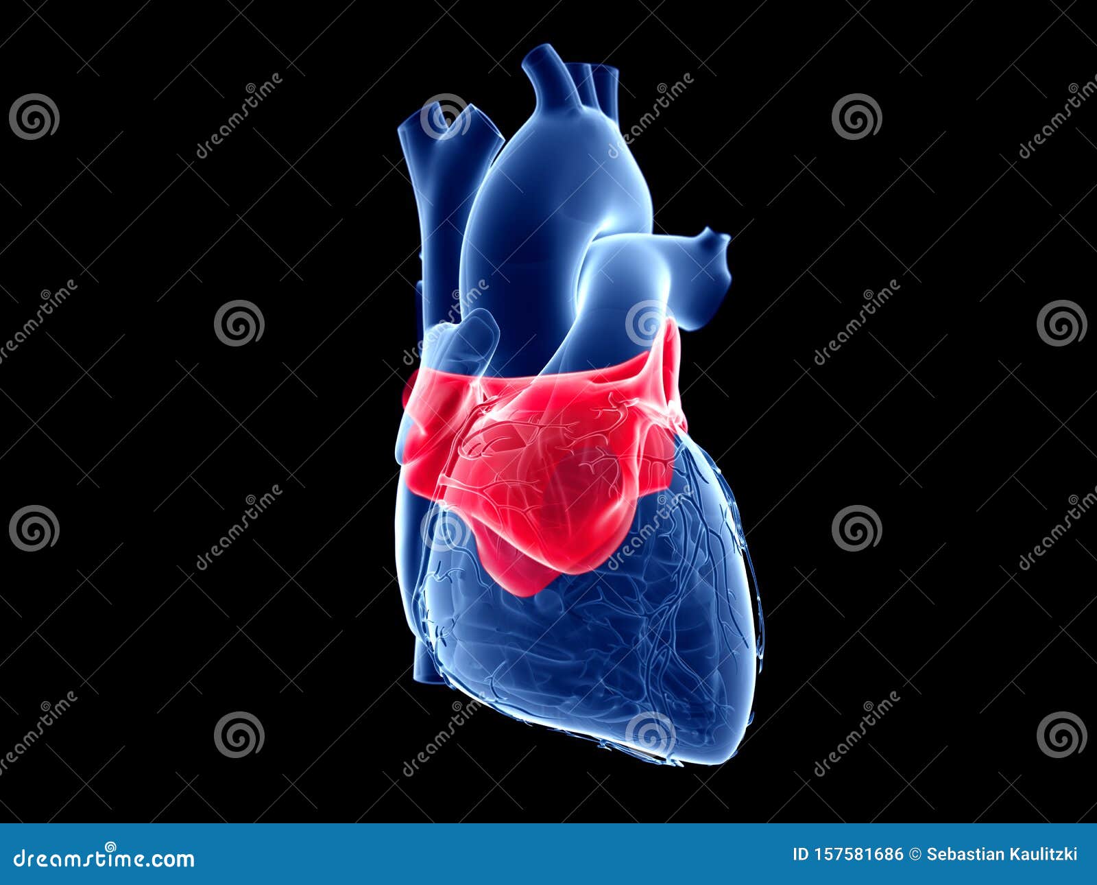 The left atrium stock illustration. Illustration of accurate - 157581686