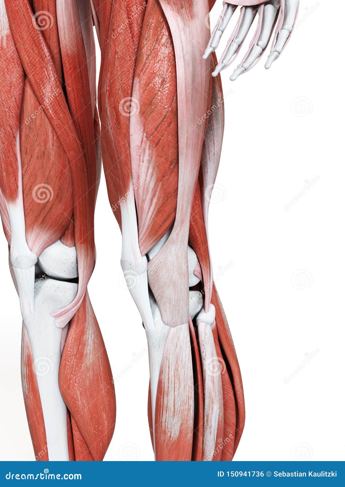 The leg muscles stock illustration. Illustration of person - 150941736