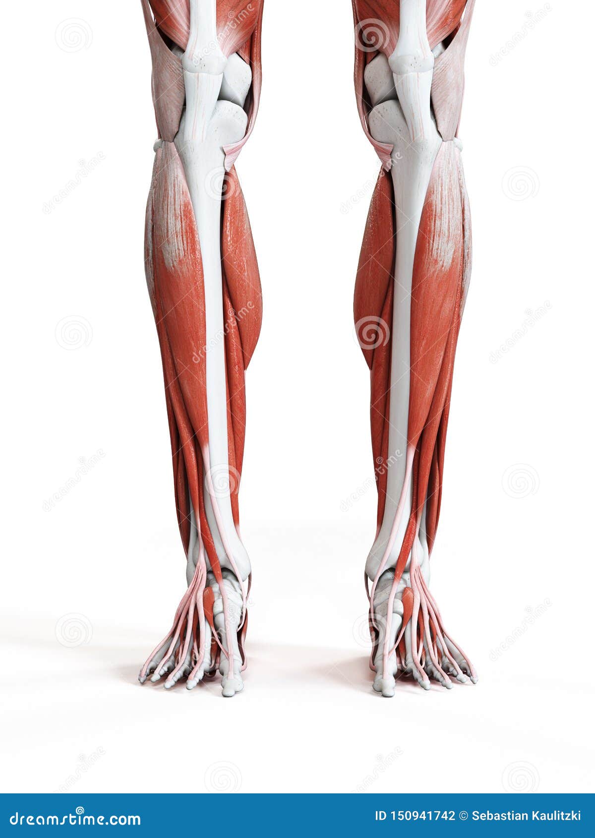 The leg muscles stock illustration. Illustration of human - 150941742