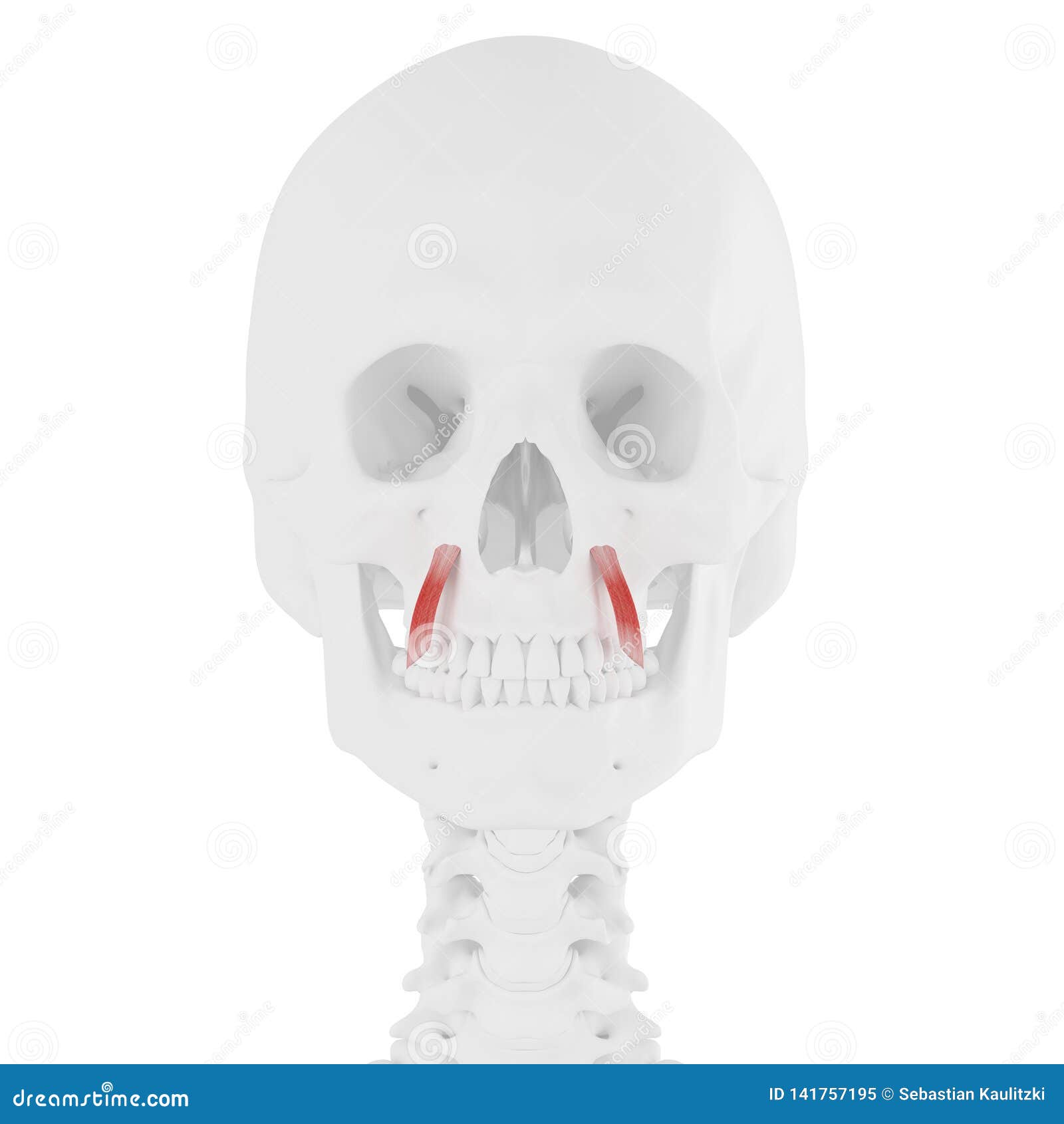 The Levator Anguli Oris stock illustration. Illustration of anguli ...