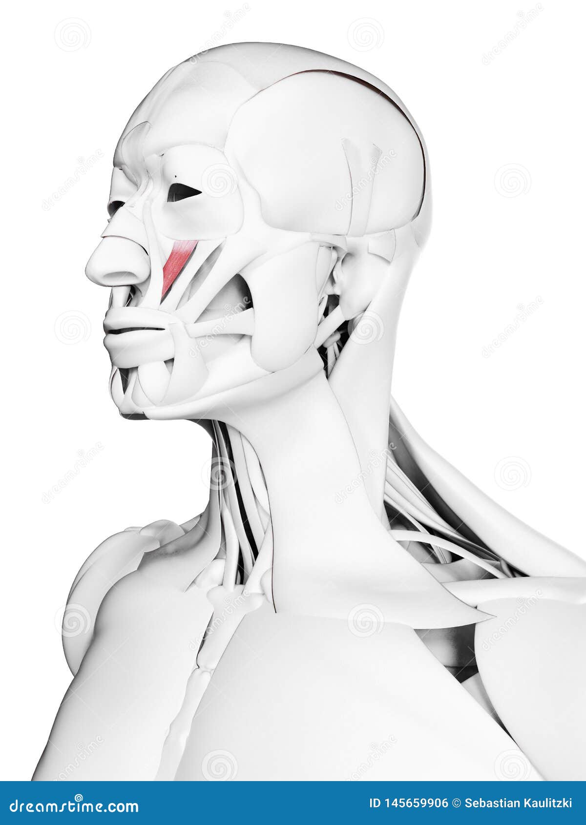 The Levator Labii Superioris Stock Illustration - Illustration of ...