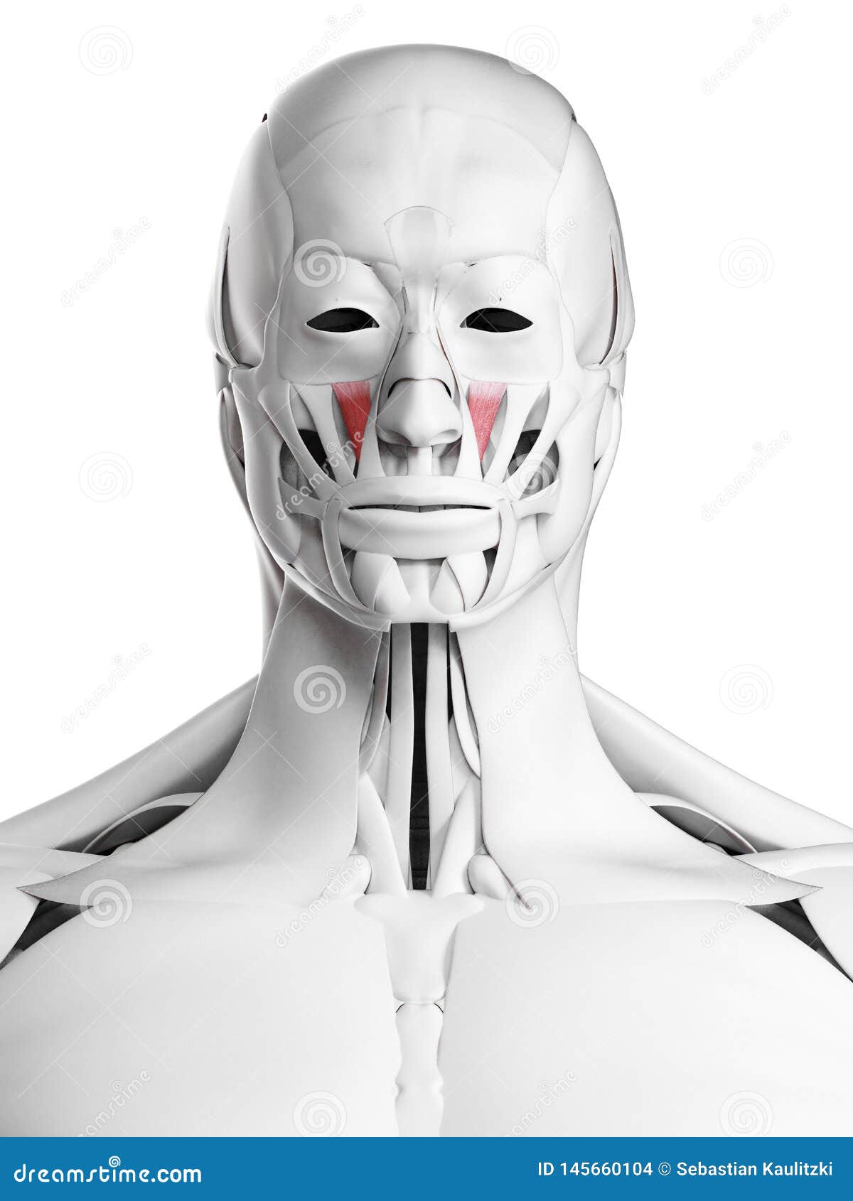 The Levator Labii Superioris Stock Illustration - Illustration of ...