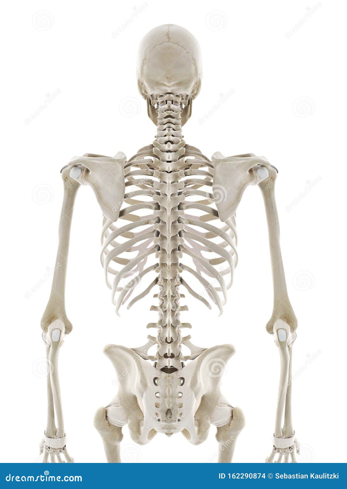 The Ligaments of the Upper Body Stock Illustration - Illustration of ...