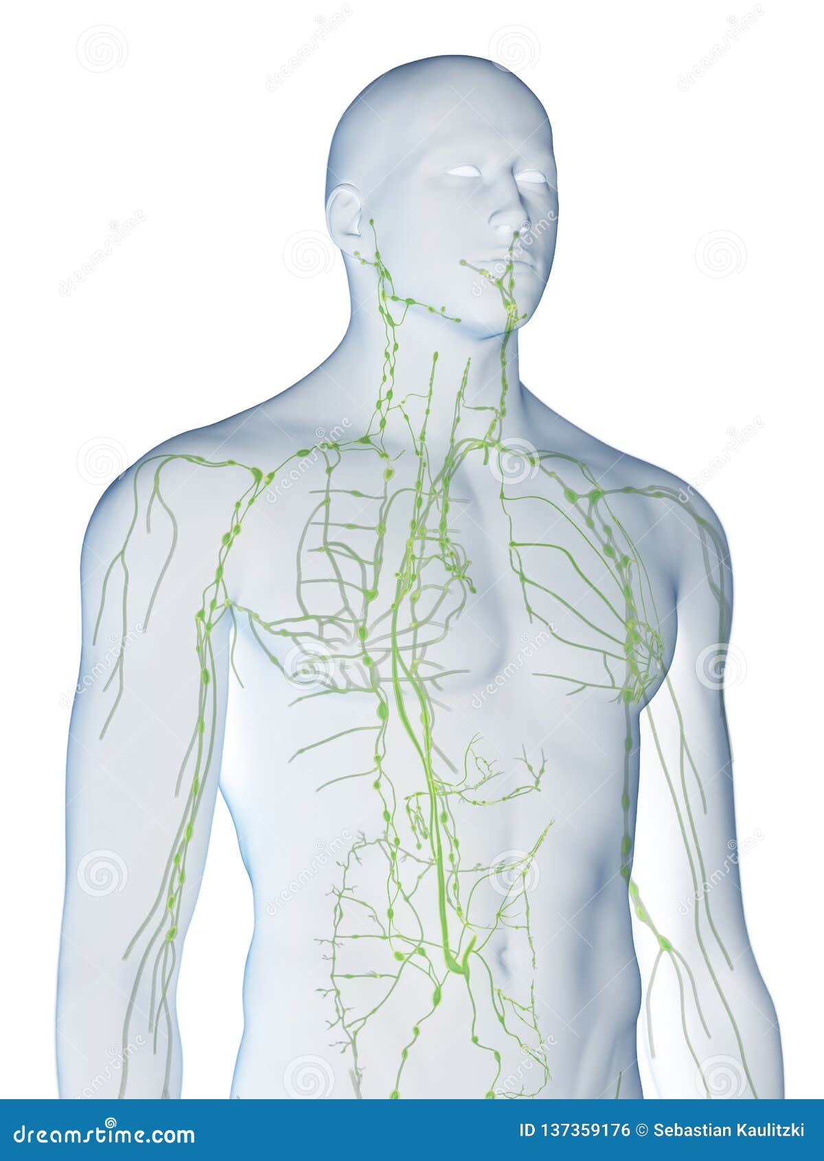 Lymphatic System Cartoons, Illustrations & Vector Stock Images - 724 ...
